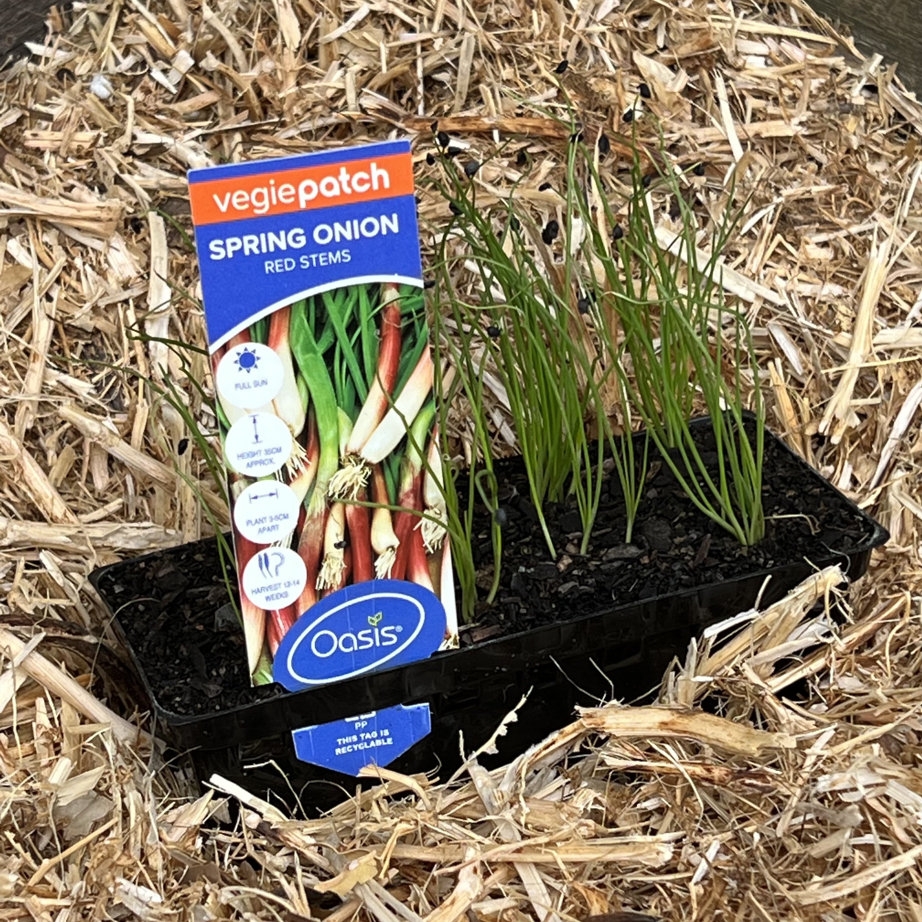 Spring Onion 'Red Stems' – Northcote Nursery