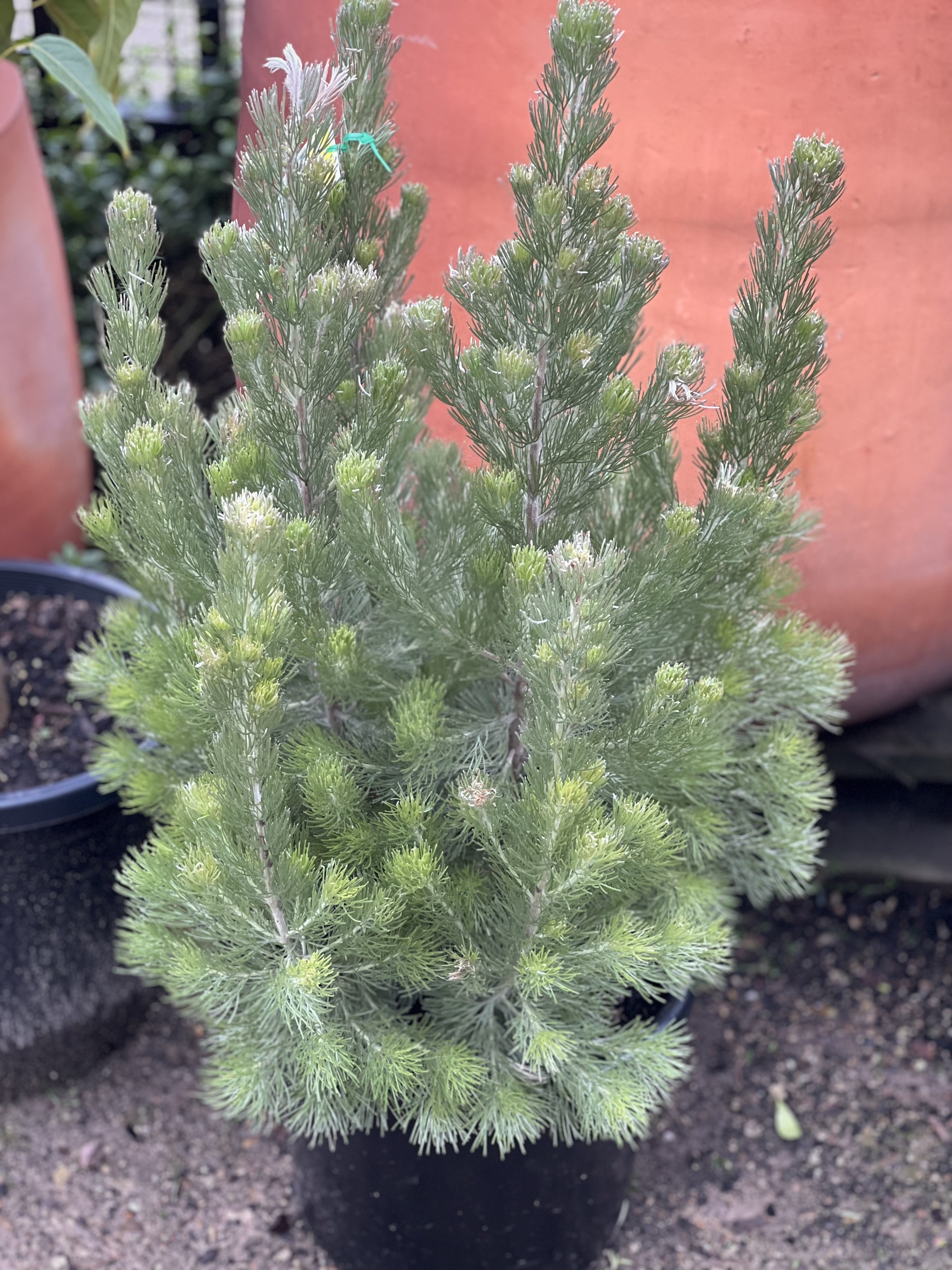 Adenanthos sericeus 'Silver Silk' – Northcote Nursery