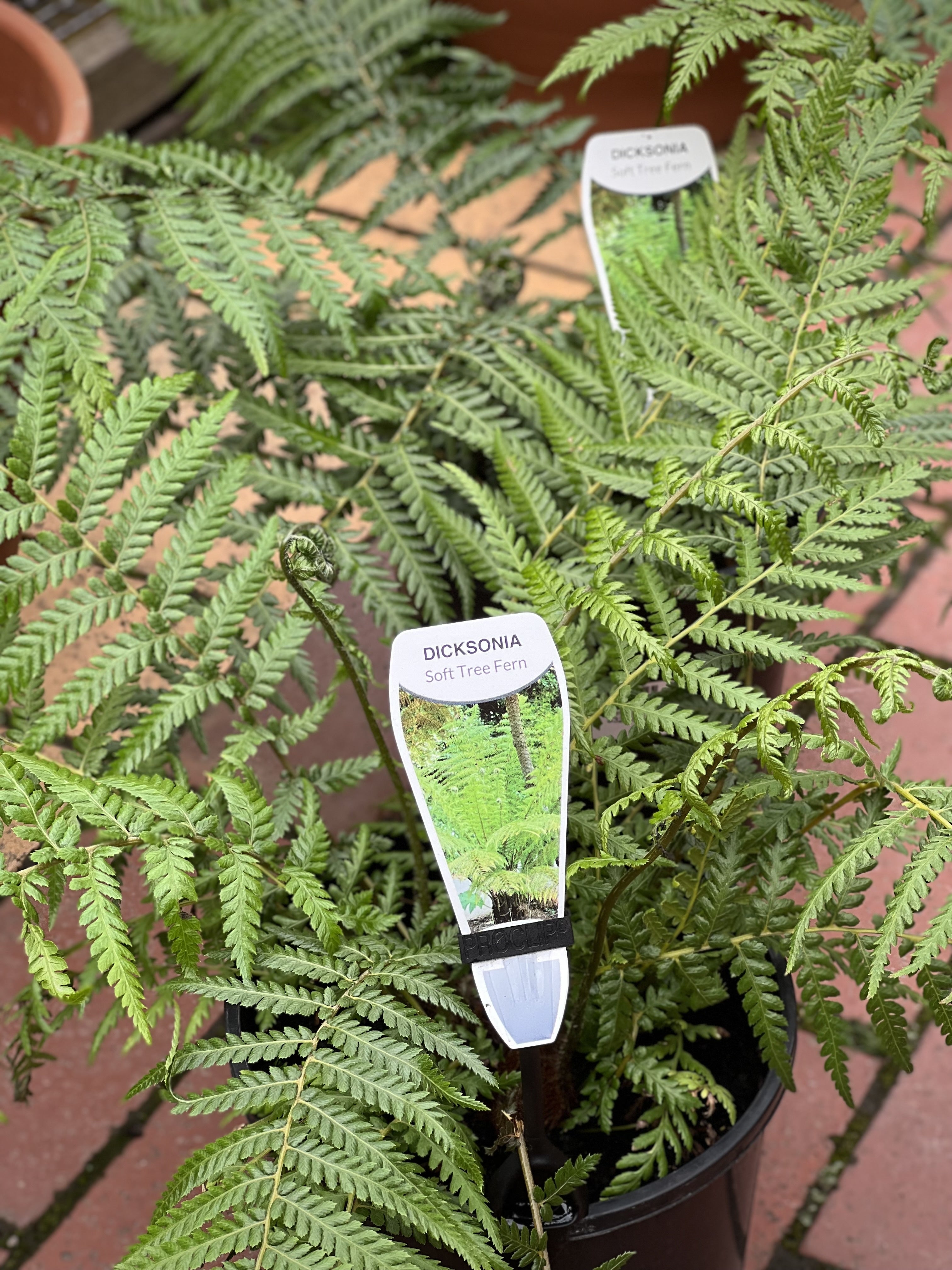 Dicksonia antarctica – Northcote Nursery