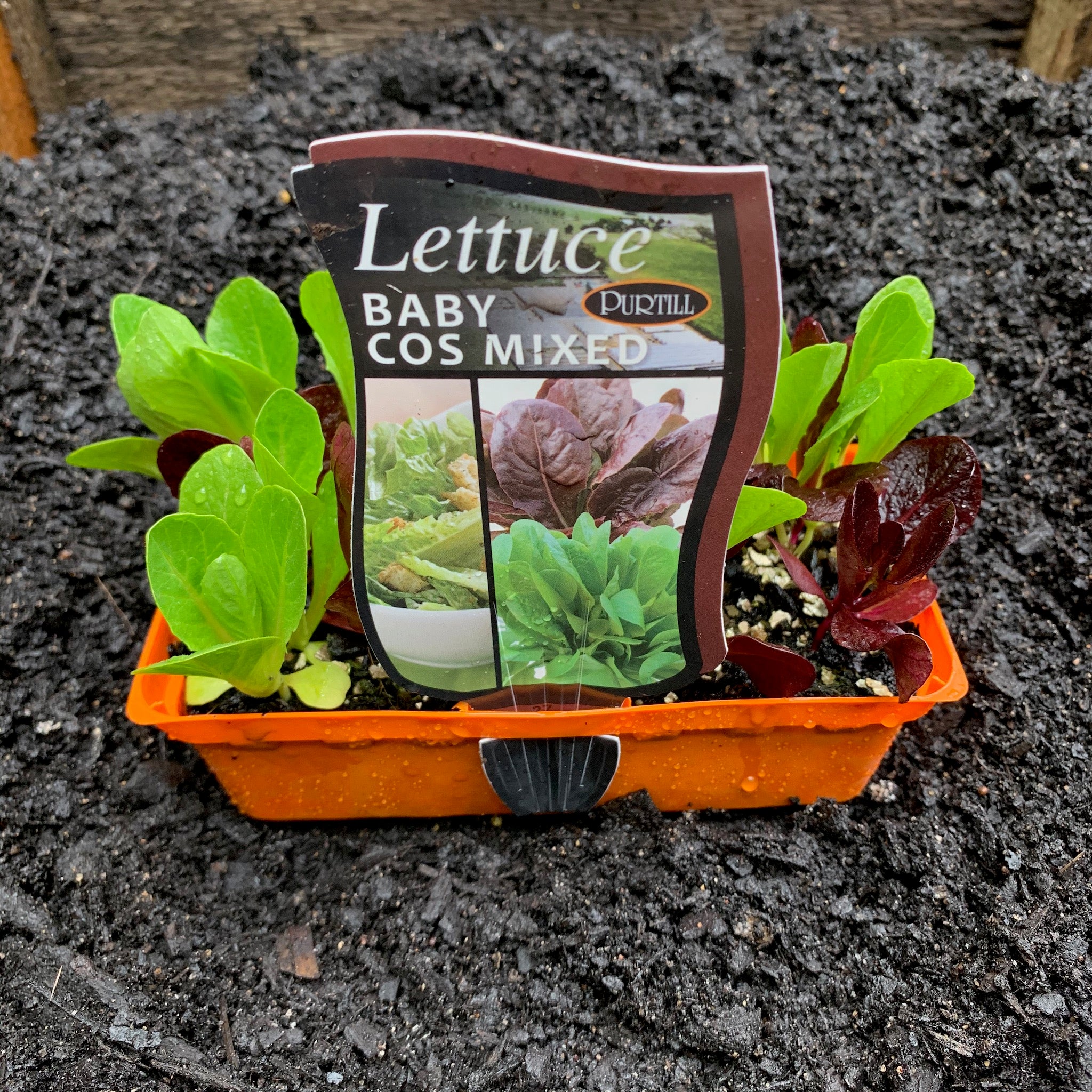 Lettuce 'Baby Cos Mixed' – Northcote Nursery