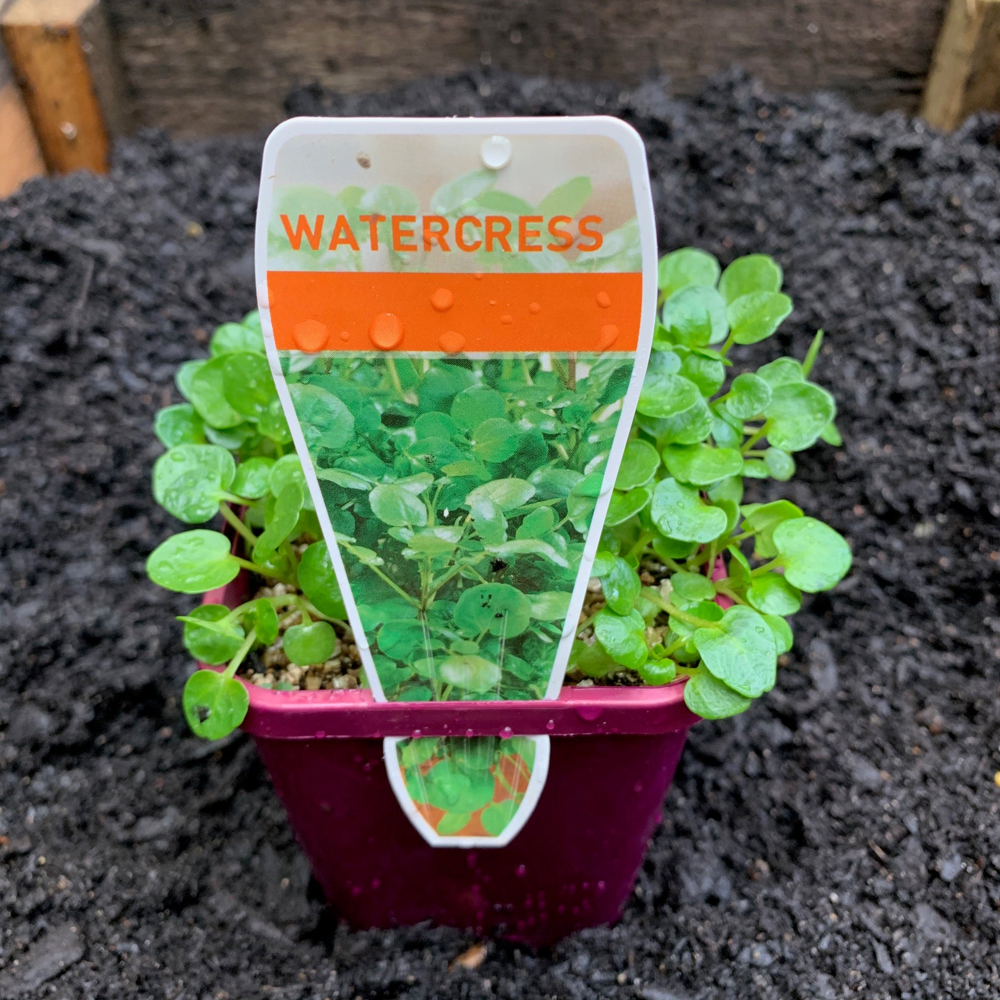 Watercress – Northcote Nursery