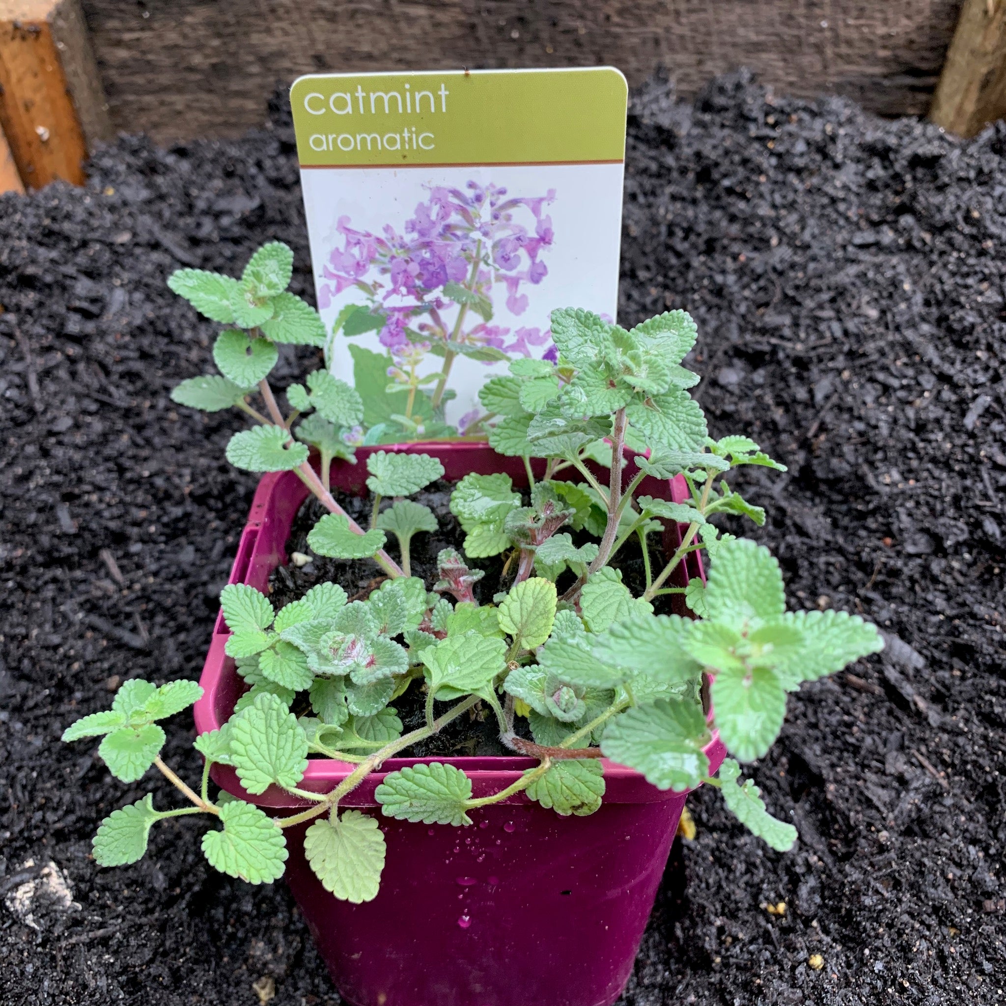 Cat Mint – Northcote Nursery
