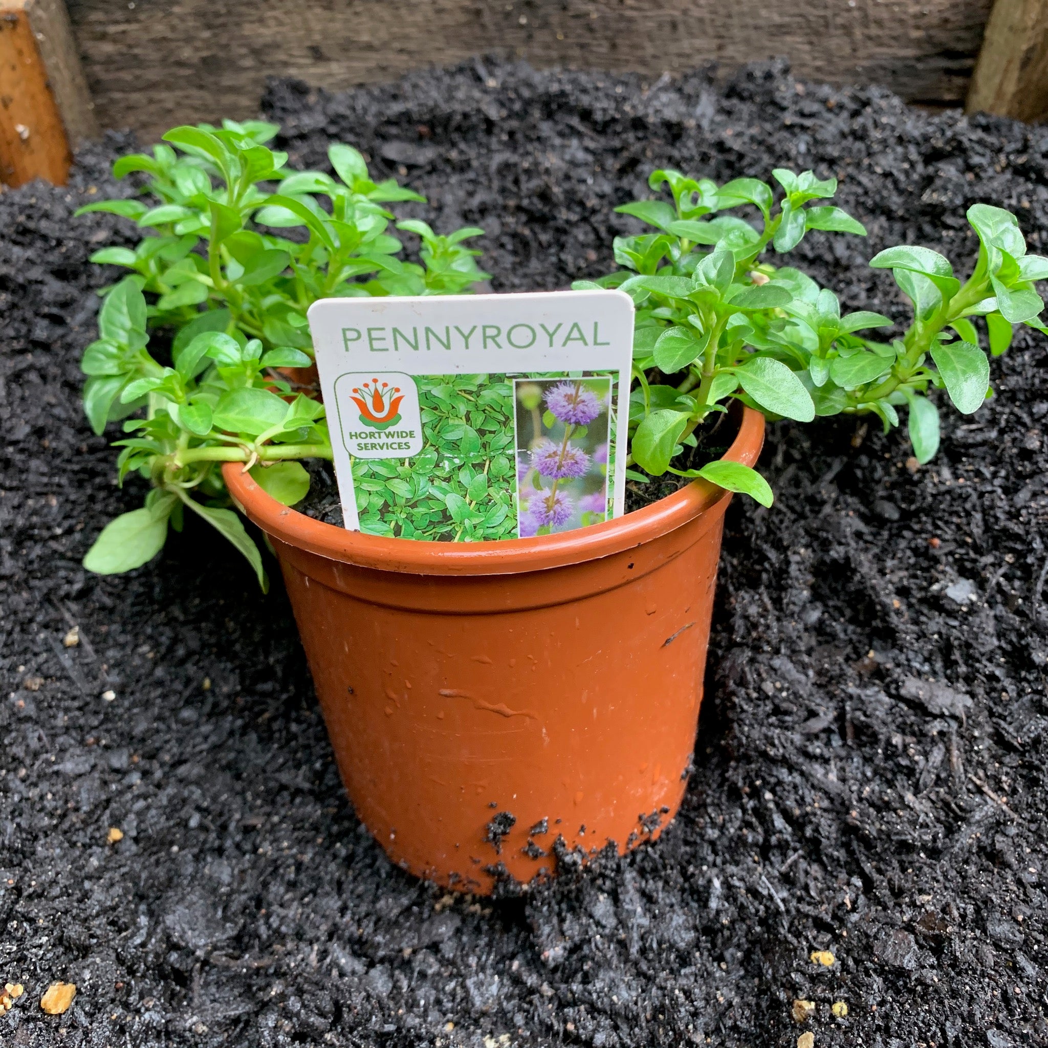 Pennyroyal – Northcote Nursery