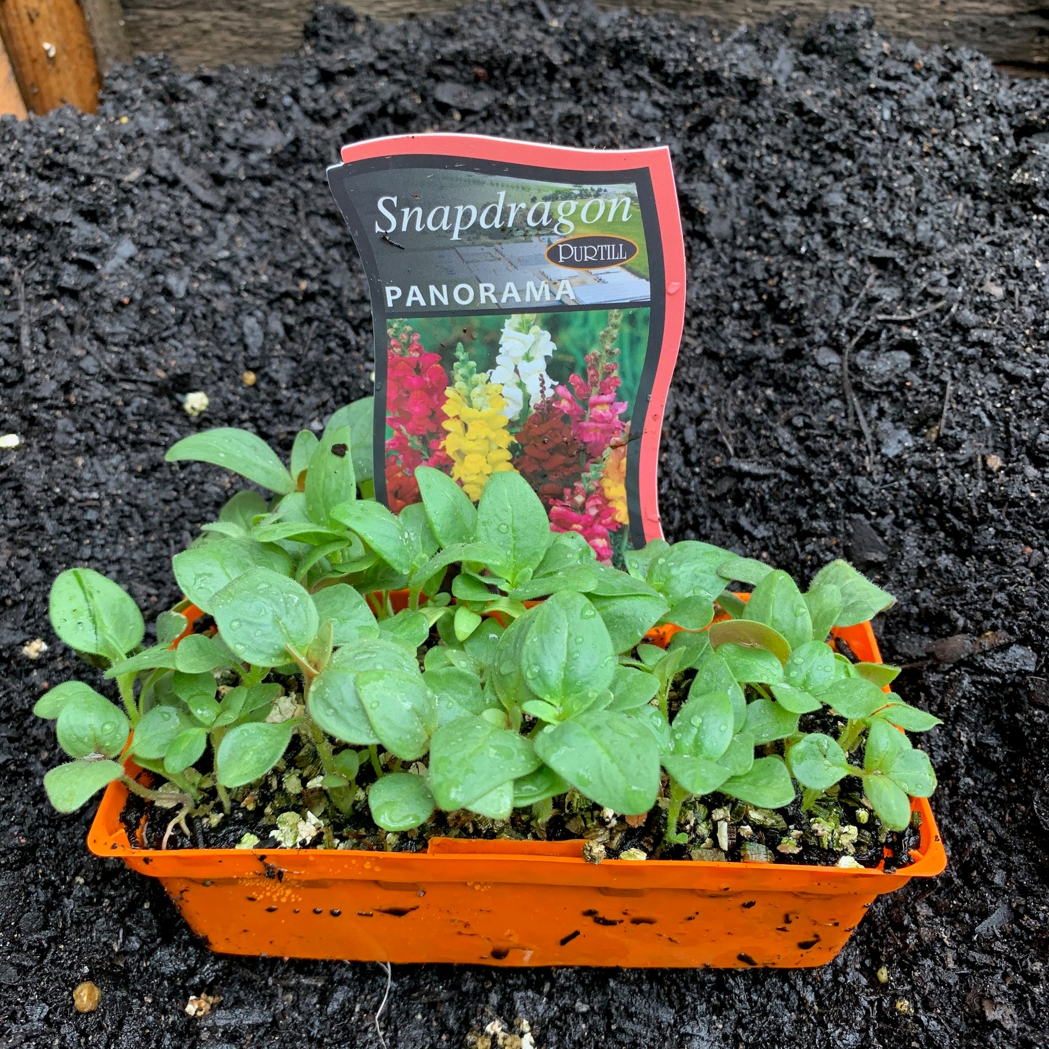 Snapdragon 'Panorama' – Northcote Nursery