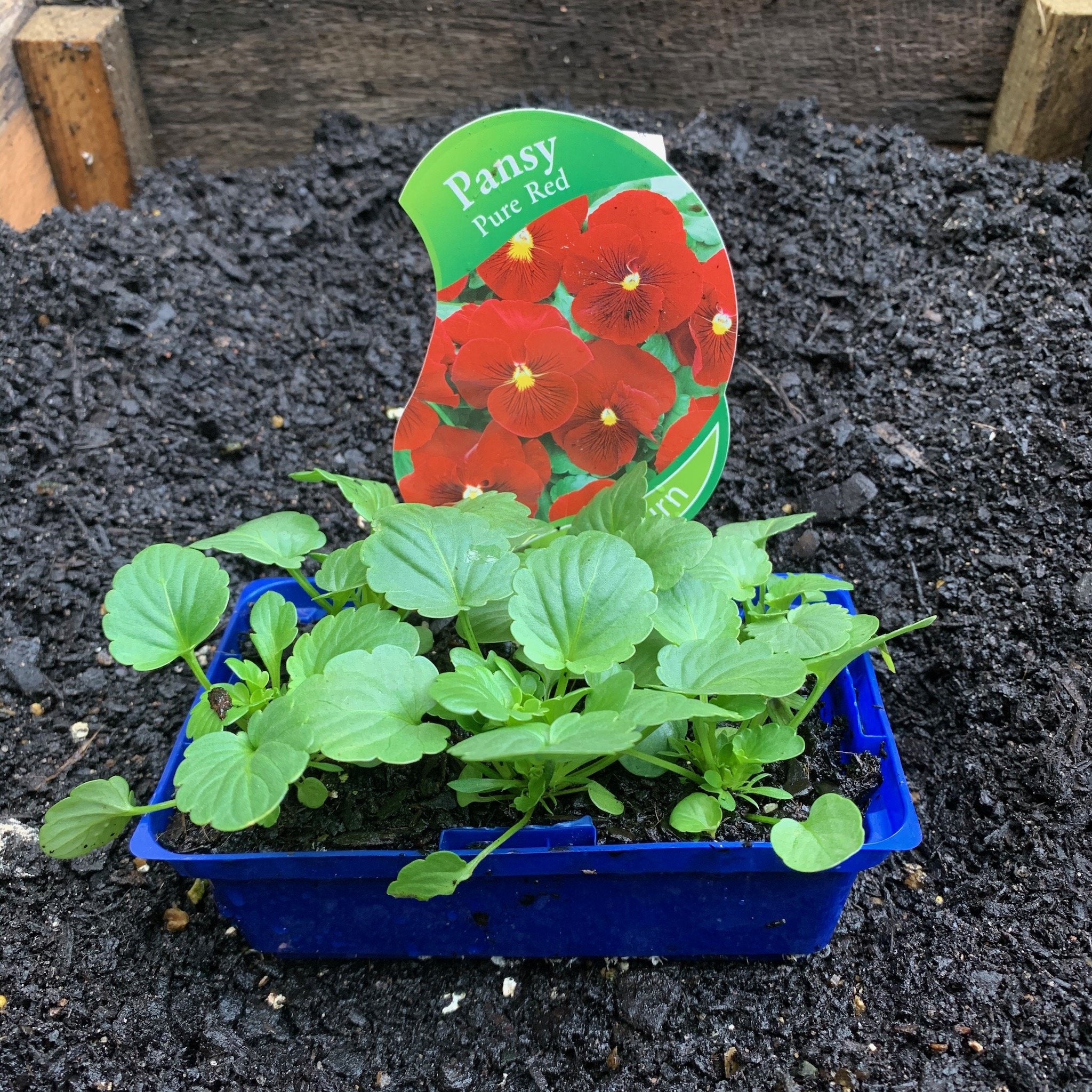 Pansy 'Pure Red' – Northcote Nursery