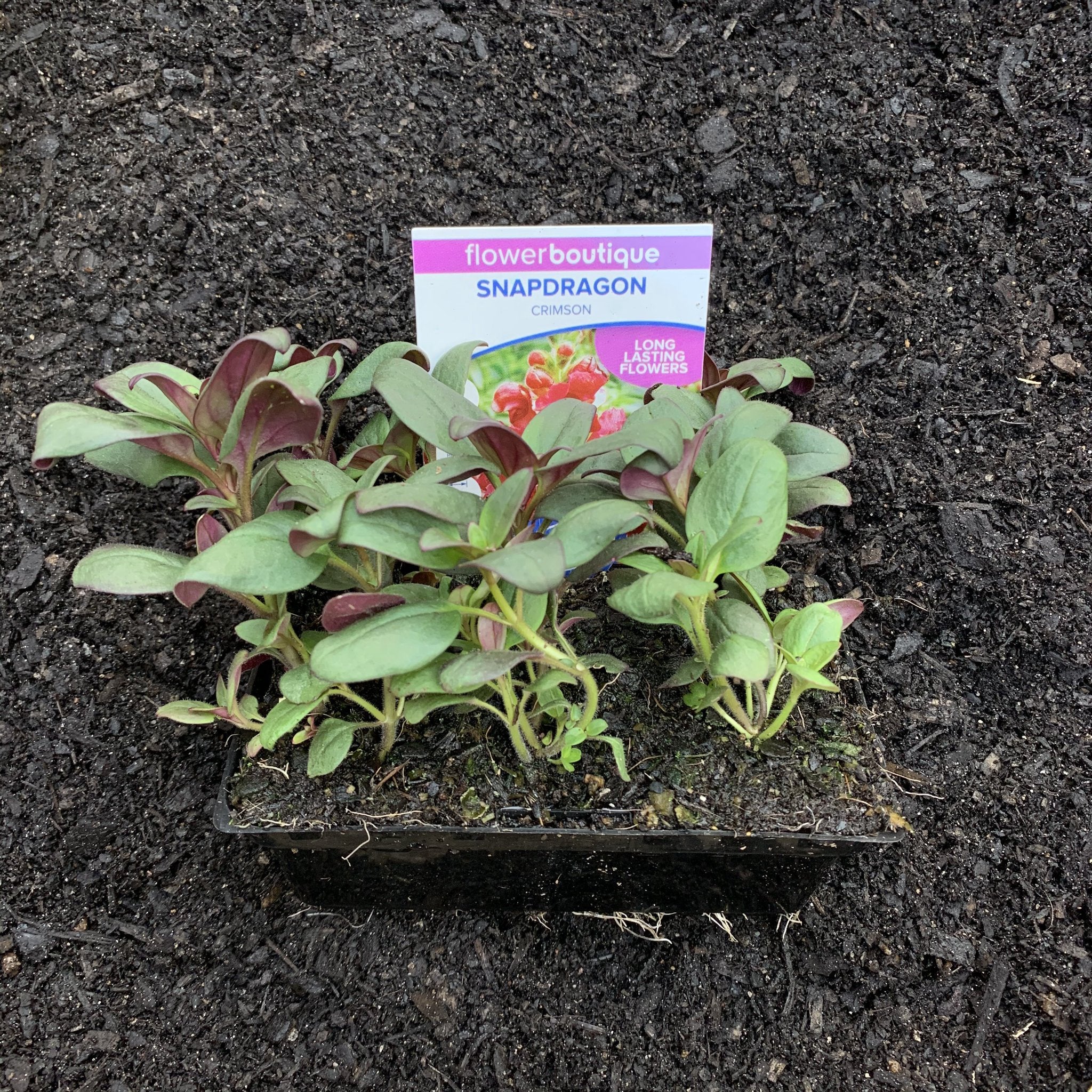 Snapdragon 'Liberty Crimson' – Northcote Nursery