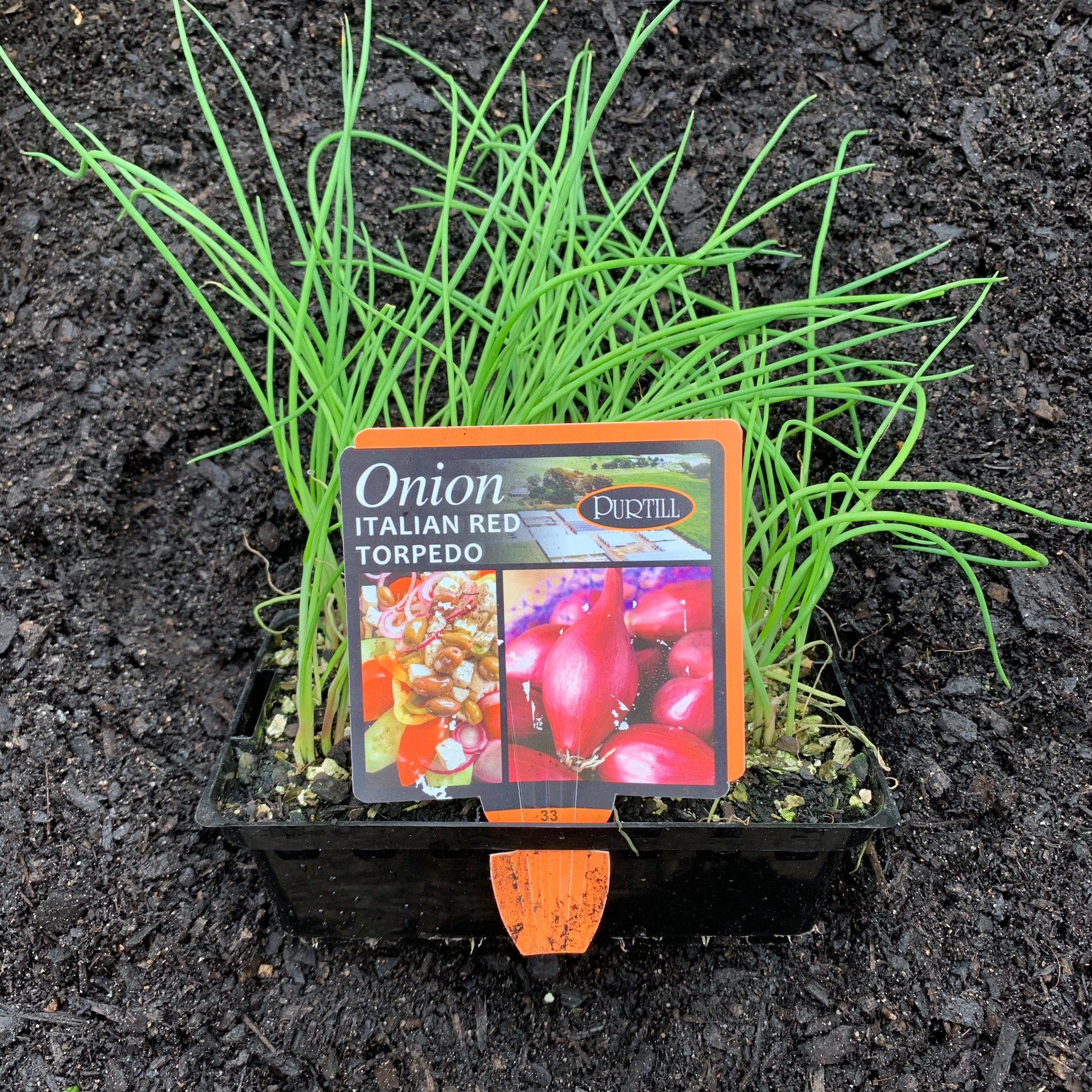 Onion 'Italian Red Torpedo' – Northcote Nursery