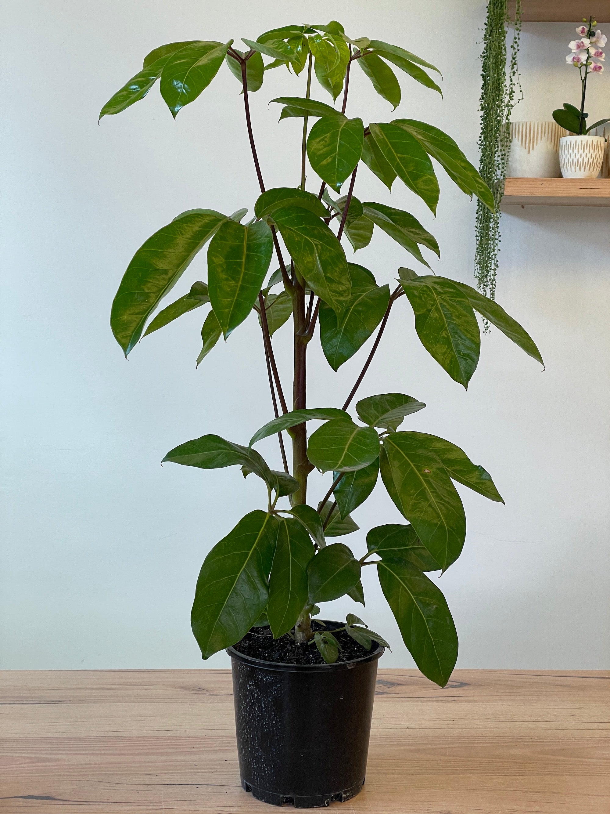 Schefflera 'Alpine Junior' – Northcote Nursery
