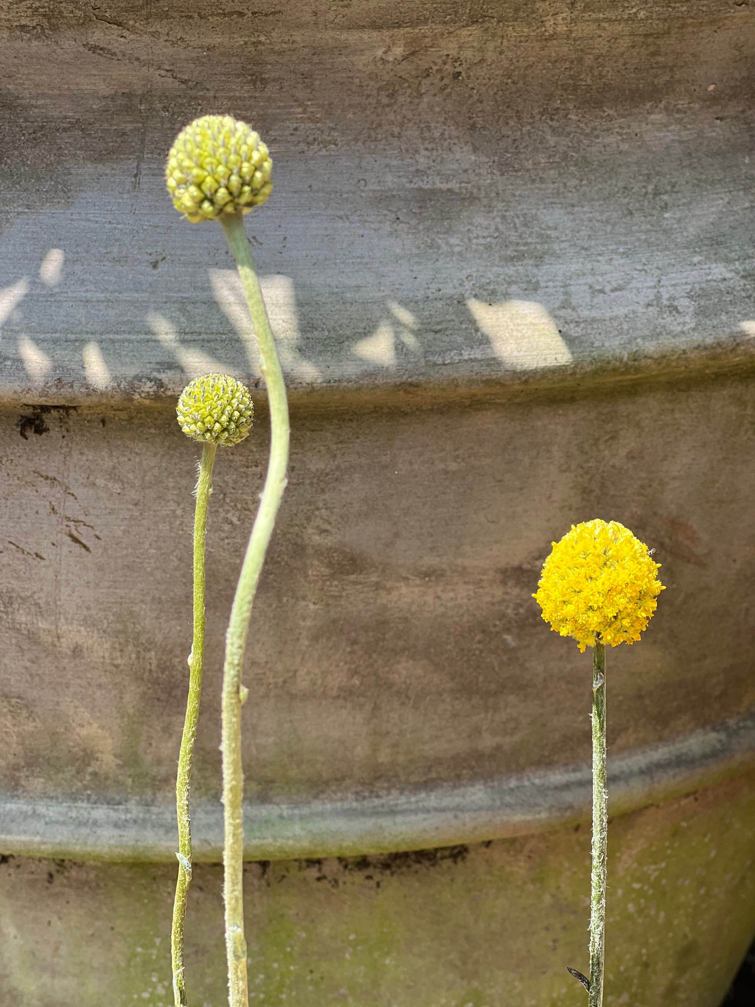Pycnosorus globosus - Billy Buttons – Northcote Nursery