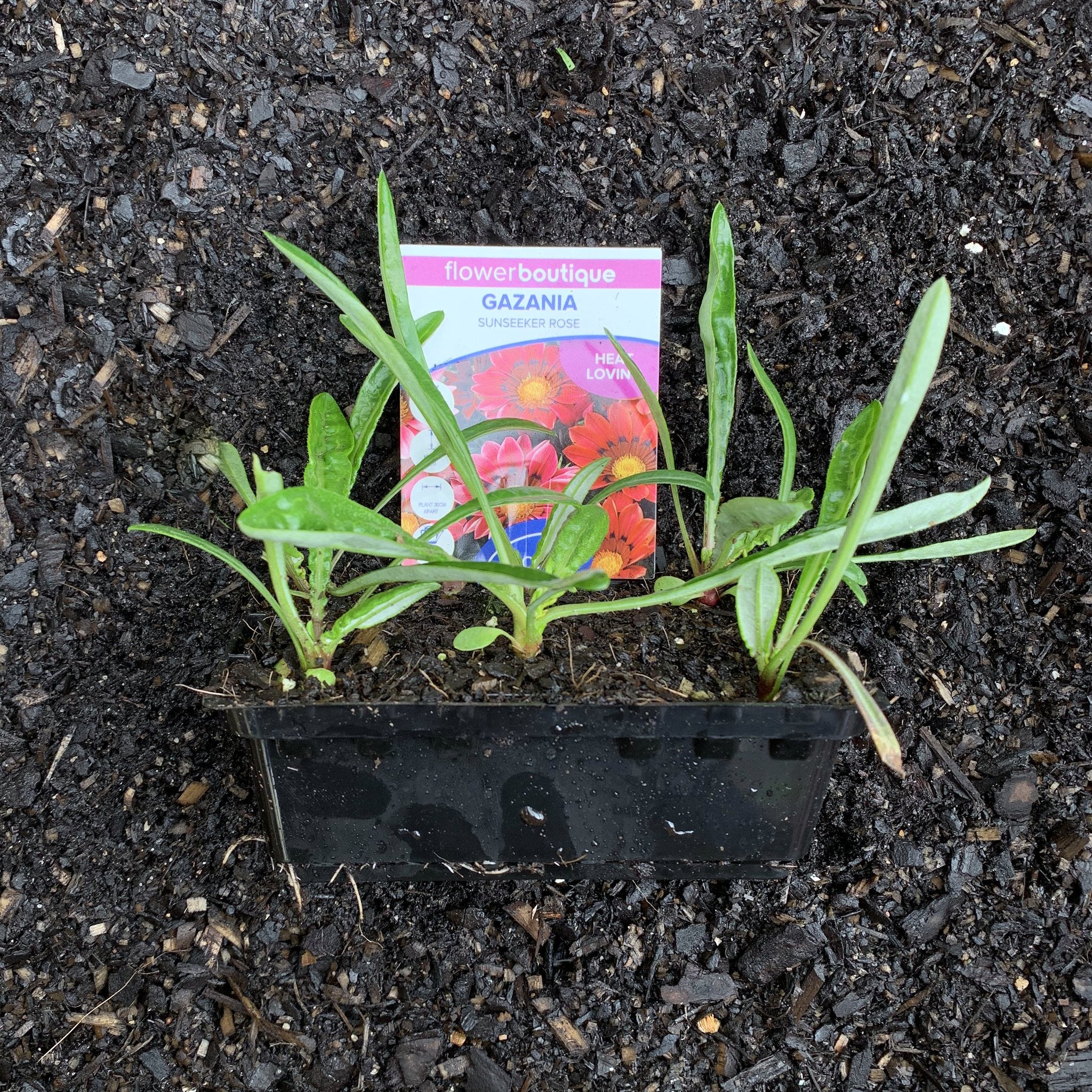 Gazania 'Sunseeker Rose' – Northcote Nursery
