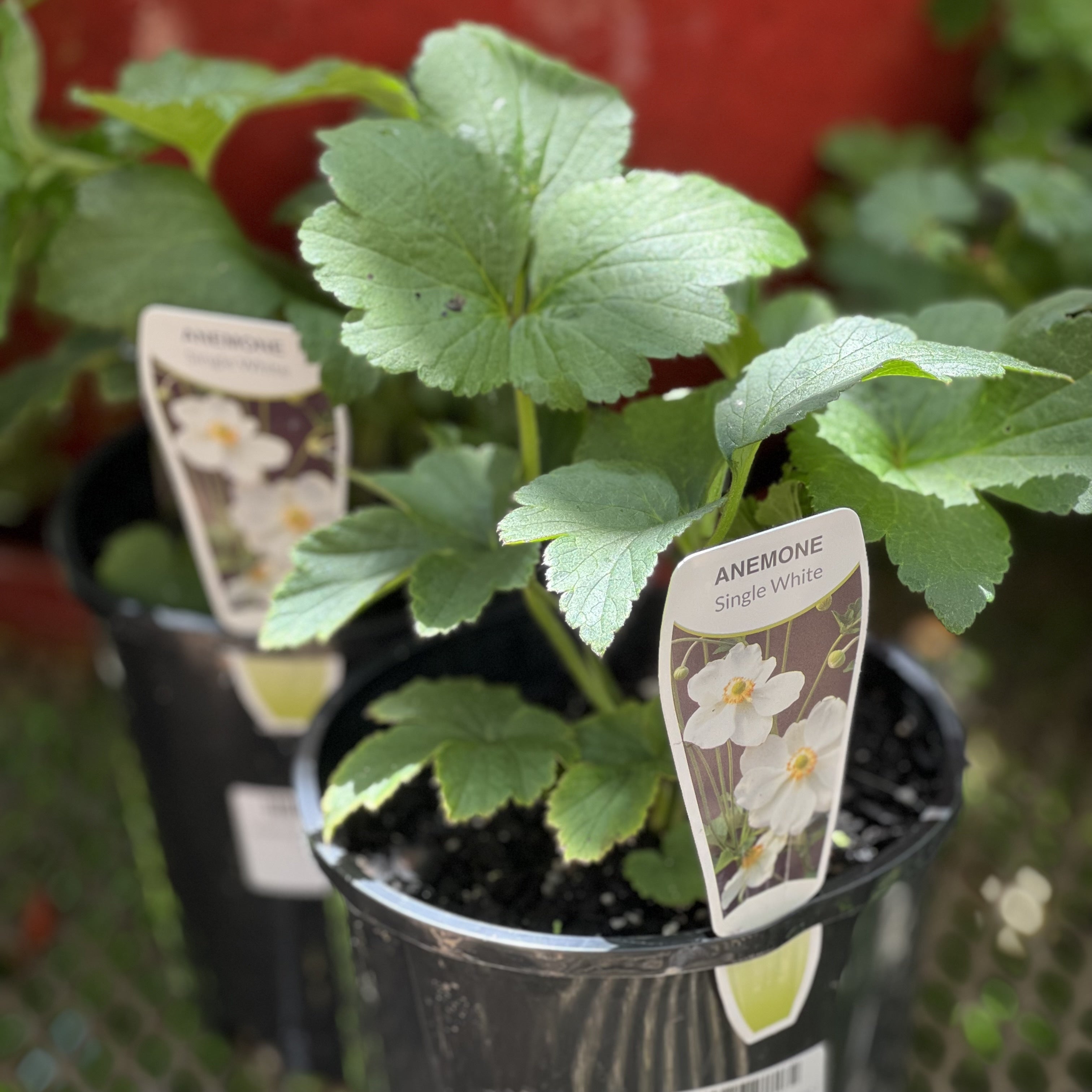 Anemone 'Single White' – Northcote Nursery
