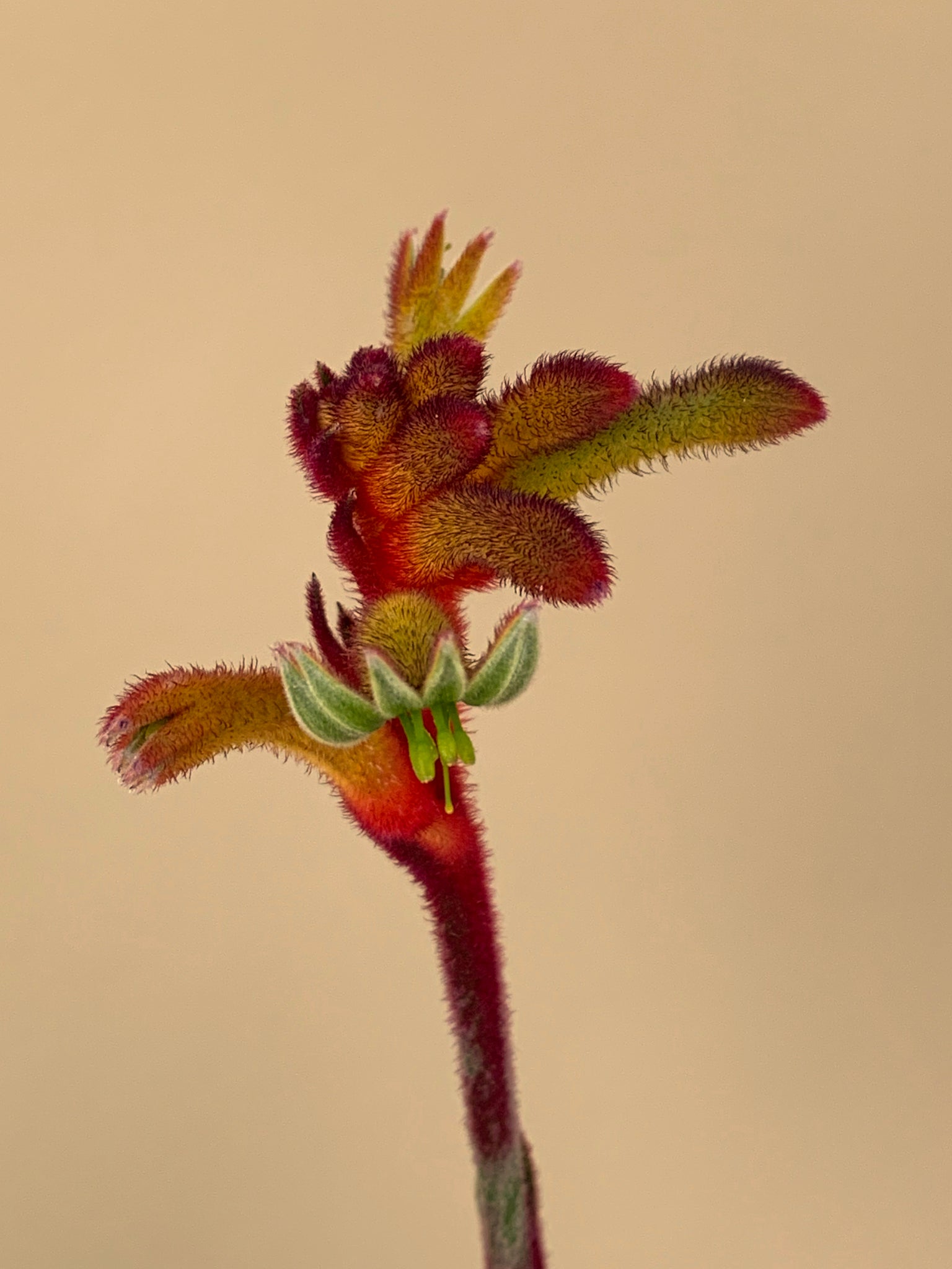 Anigozanthos 'Bush Tenacity' – Northcote Nursery