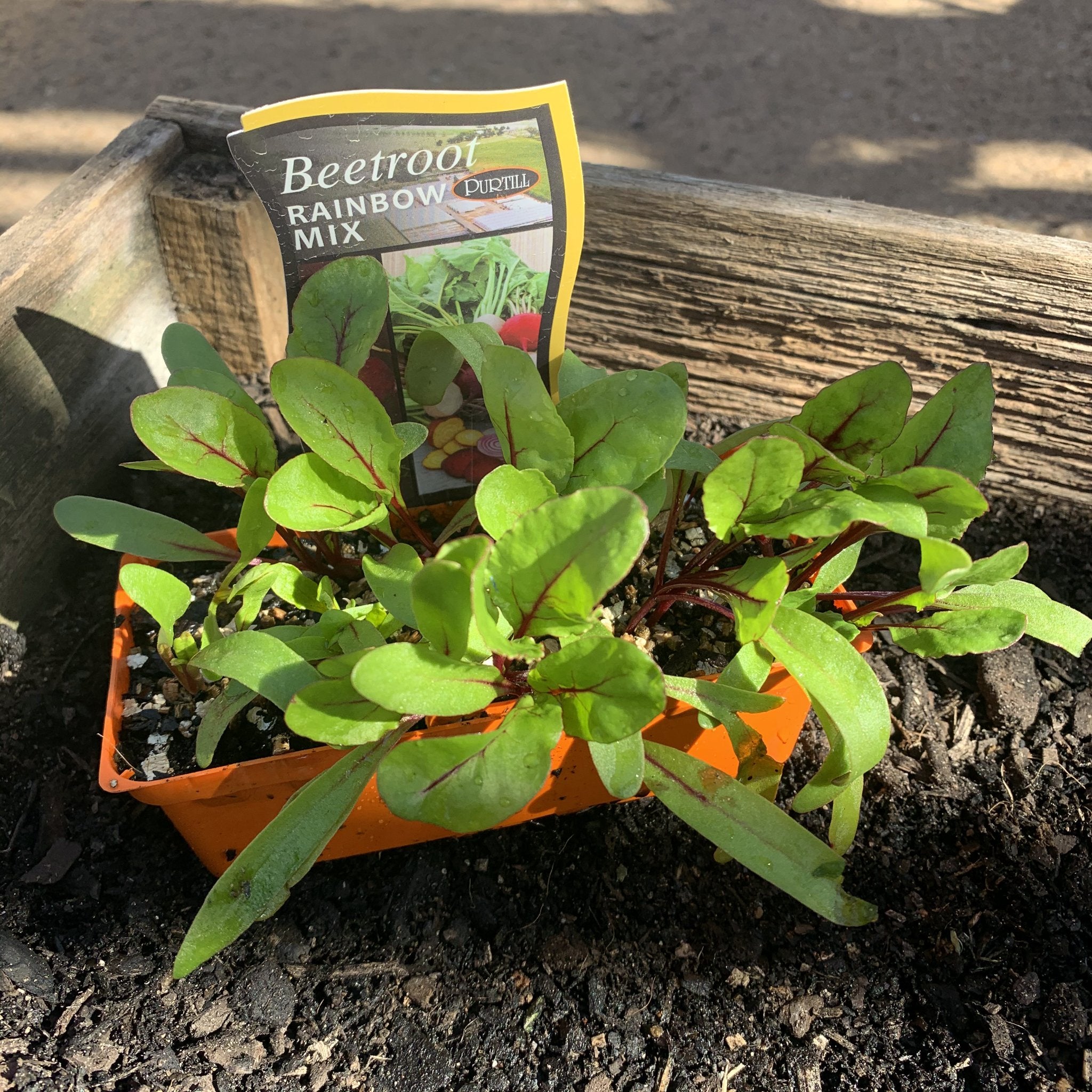 Beetroot 'Rainbow Mix' – Northcote Nursery
