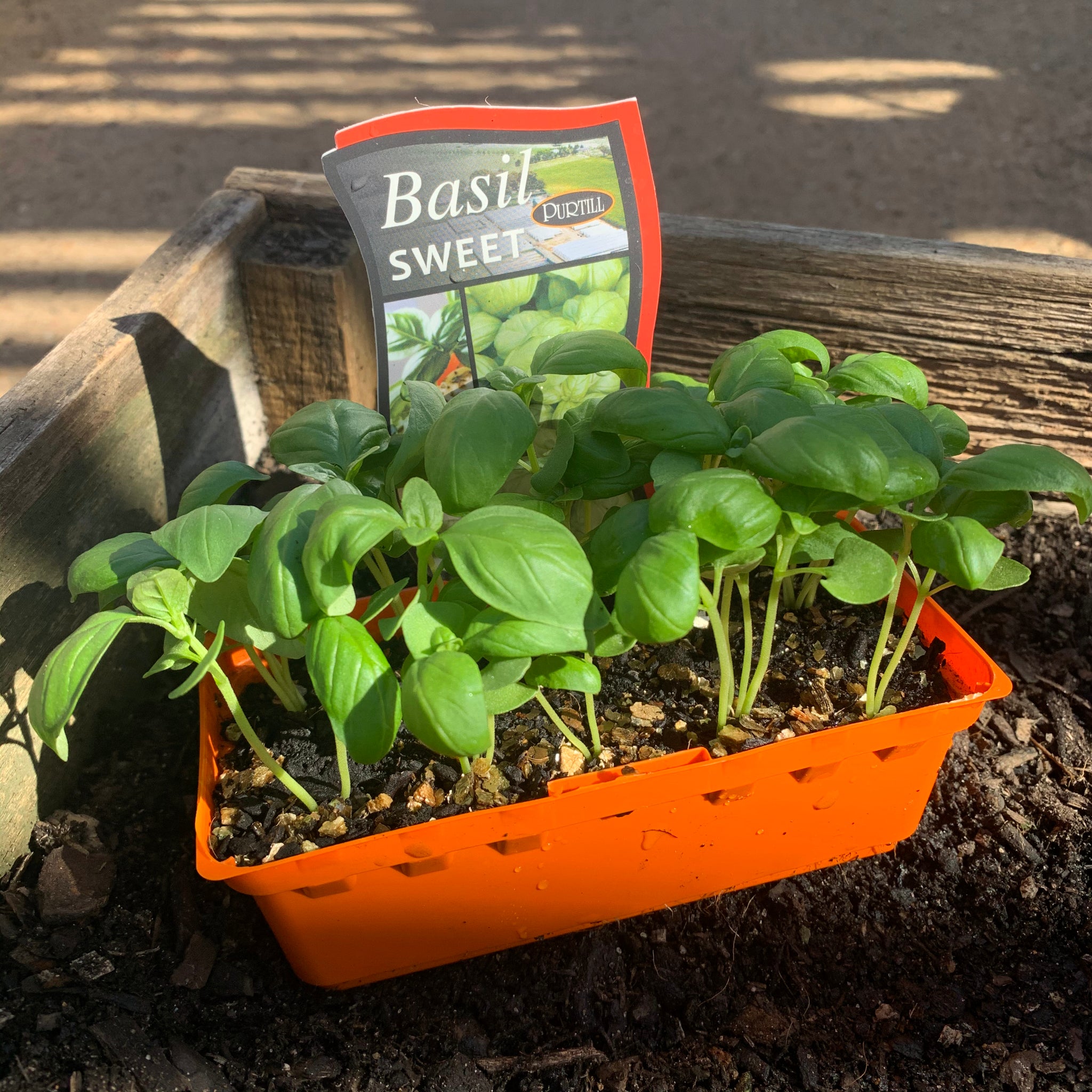 Basil 'Sweet' – Northcote Nursery