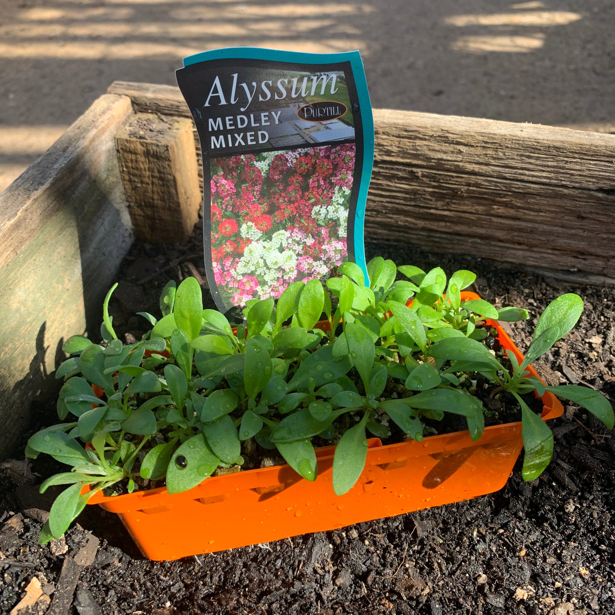 Alyssum 'Medley Mixed' – Northcote Nursery