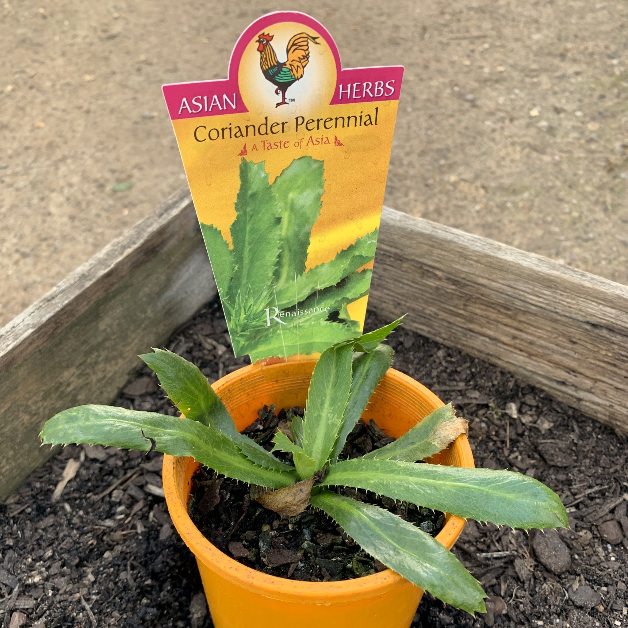 Coriander - Perennial 'Sawtooth' – Northcote Nursery