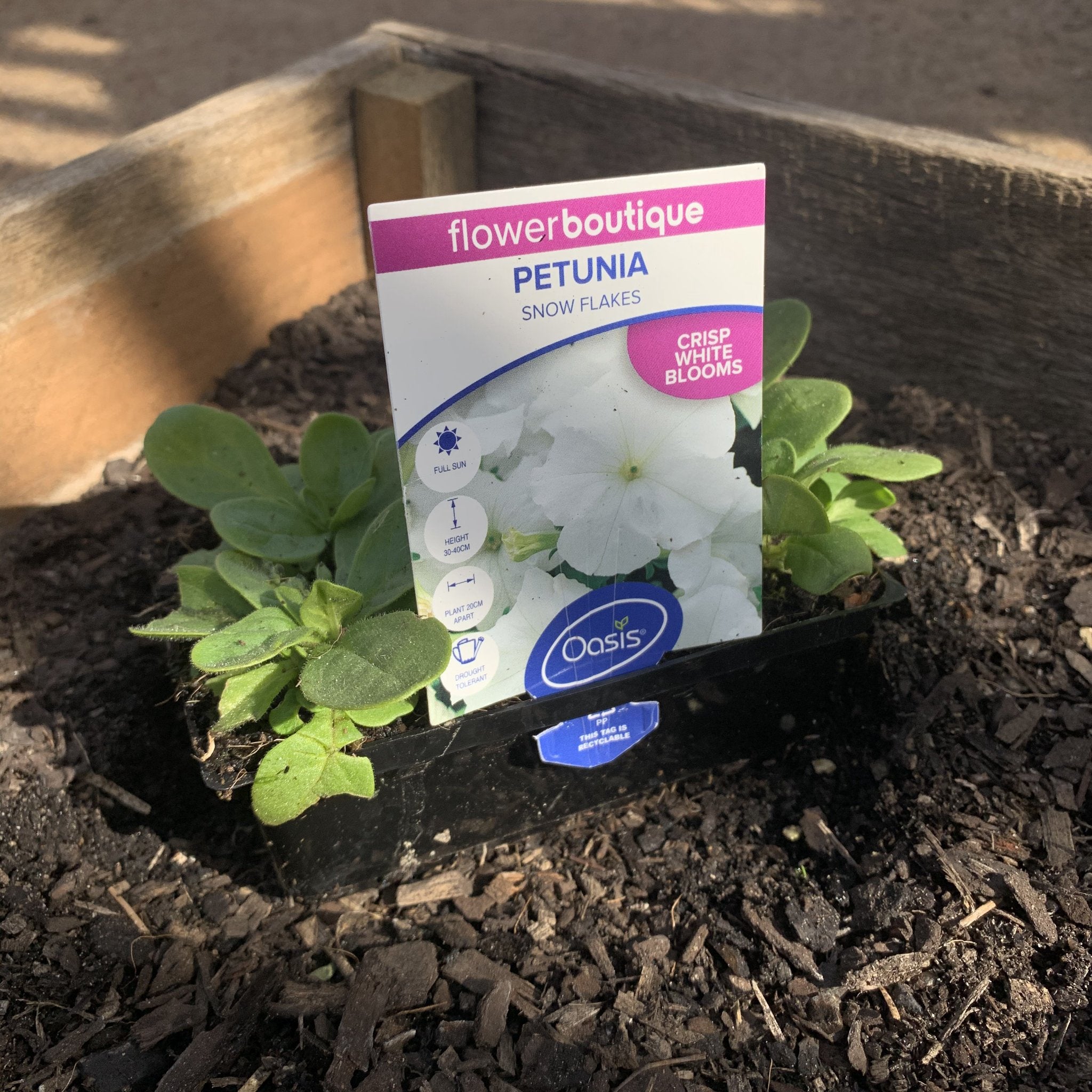 Petunia 'Snow Flakes' – Northcote Nursery