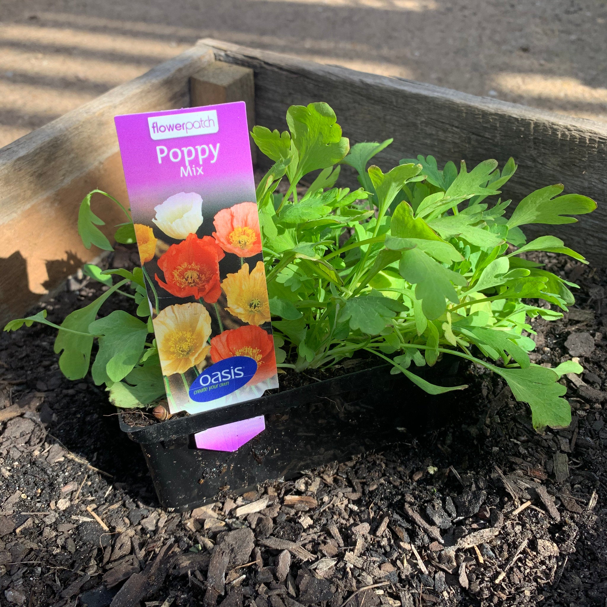 Poppy 'Mix' – Northcote Nursery