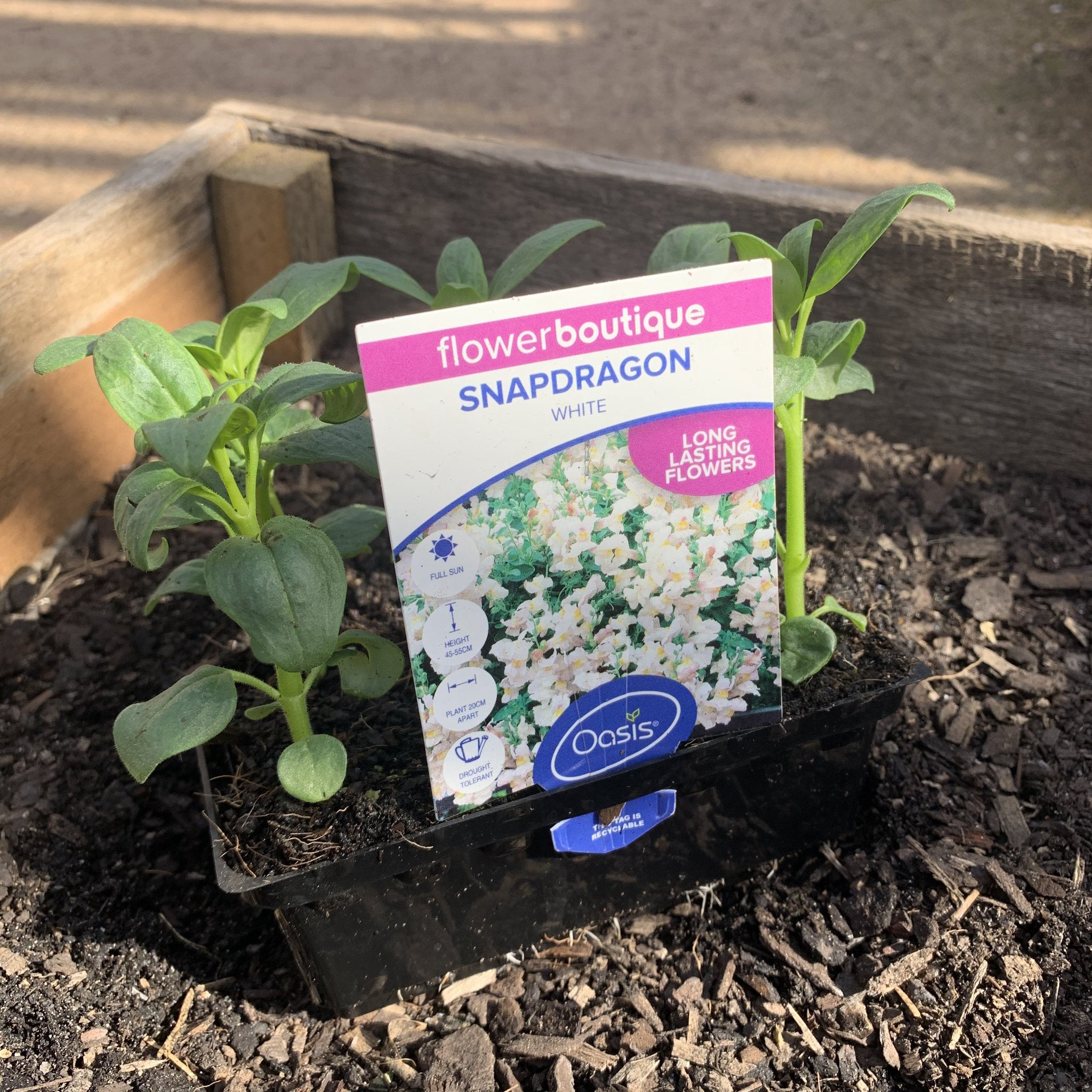 Snapdragon 'White' – Northcote Nursery