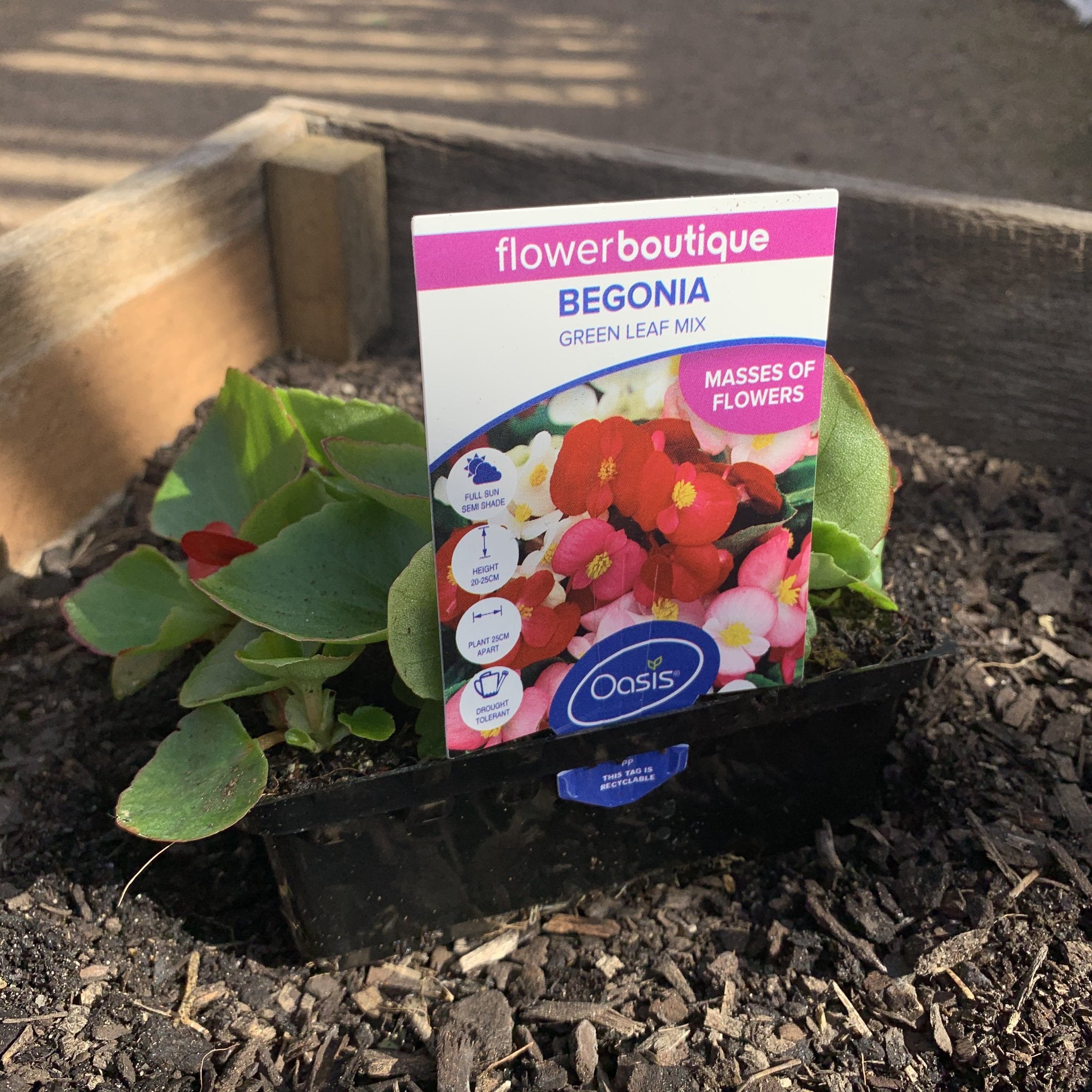 Begonia 'Green Leaf Mix' – Northcote Nursery