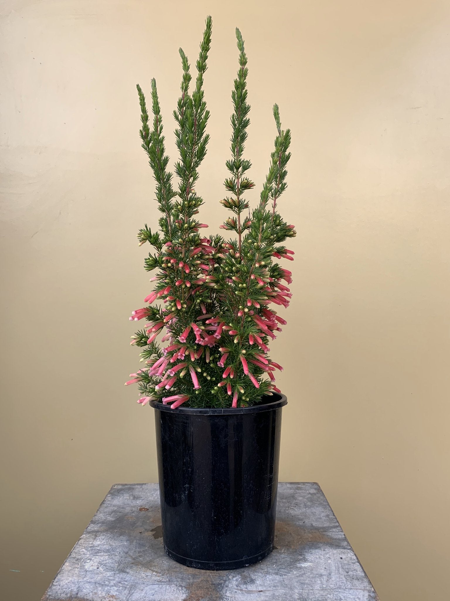 Erica 'Fanfare' – Northcote Nursery