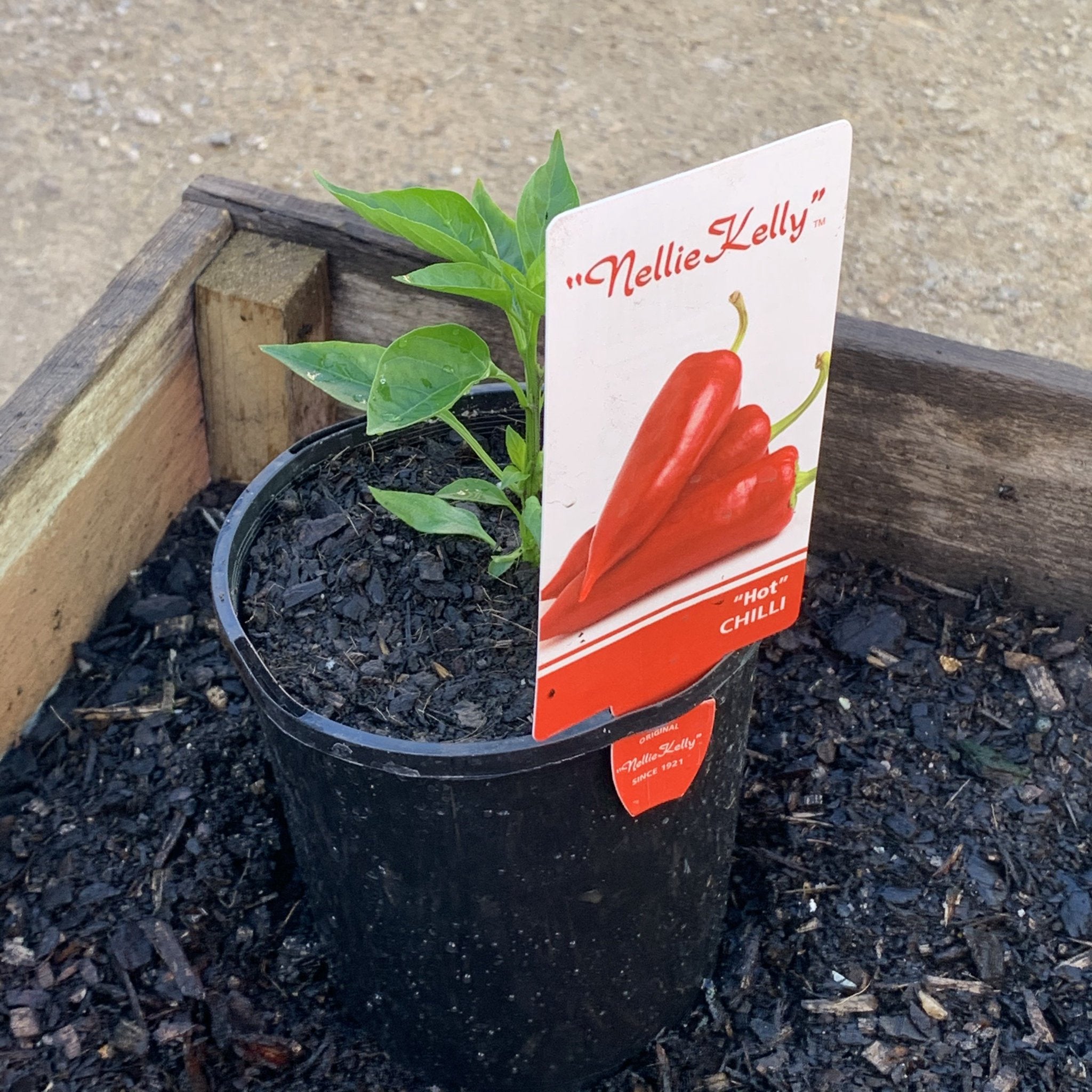 Chilli 'Hot' – Northcote Nursery
