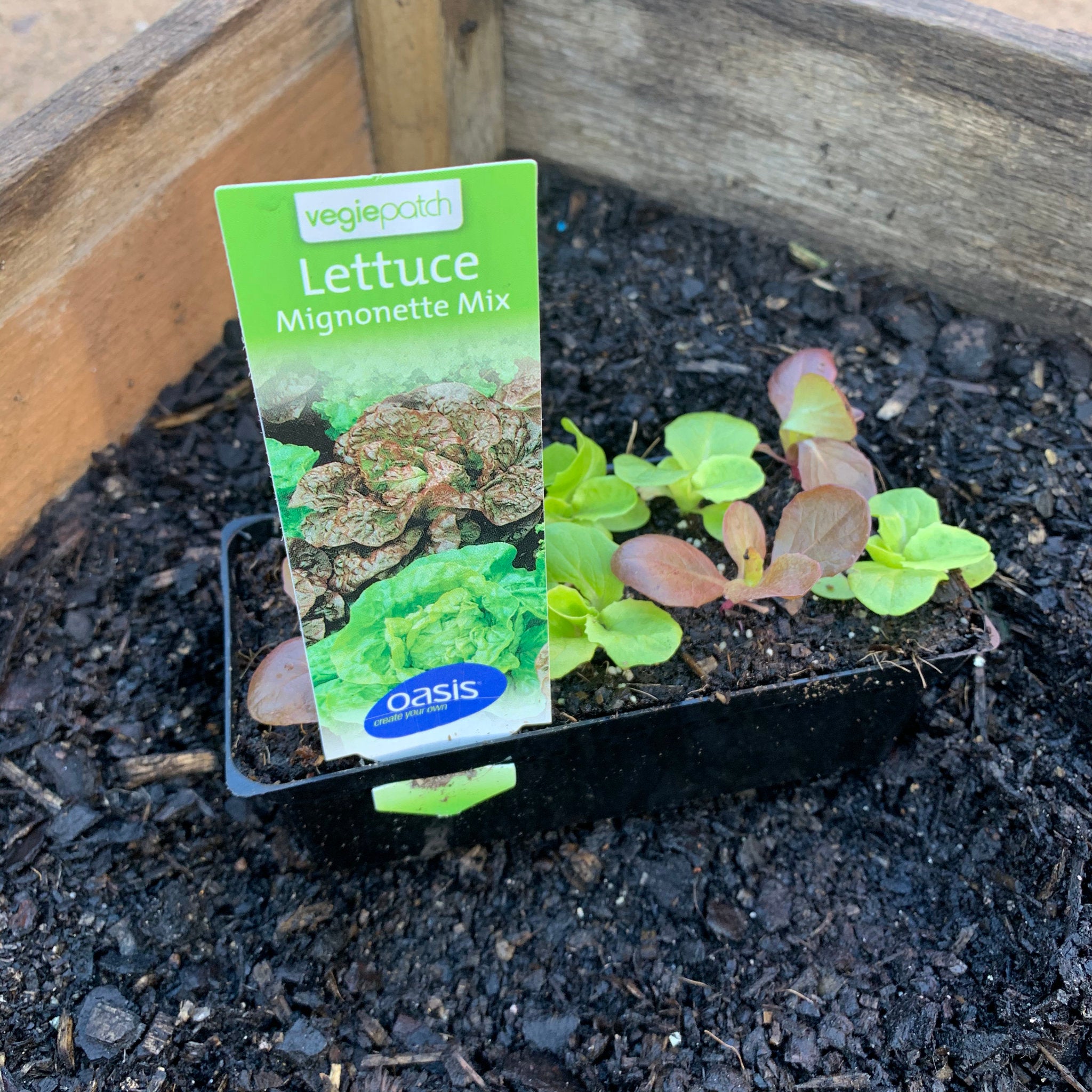 Lettuce 'Mignonette Mix' – Northcote Nursery