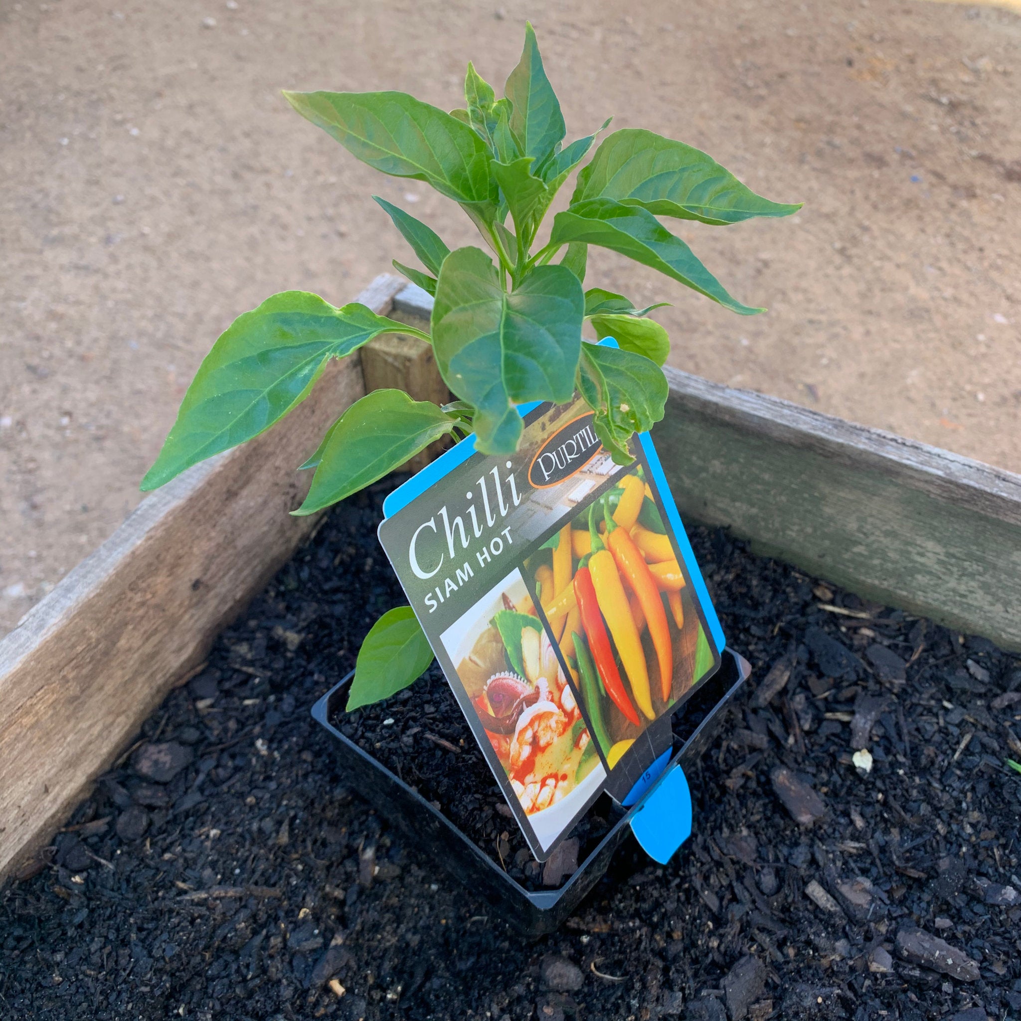 Chilli 'Siam Hot' – Northcote Nursery