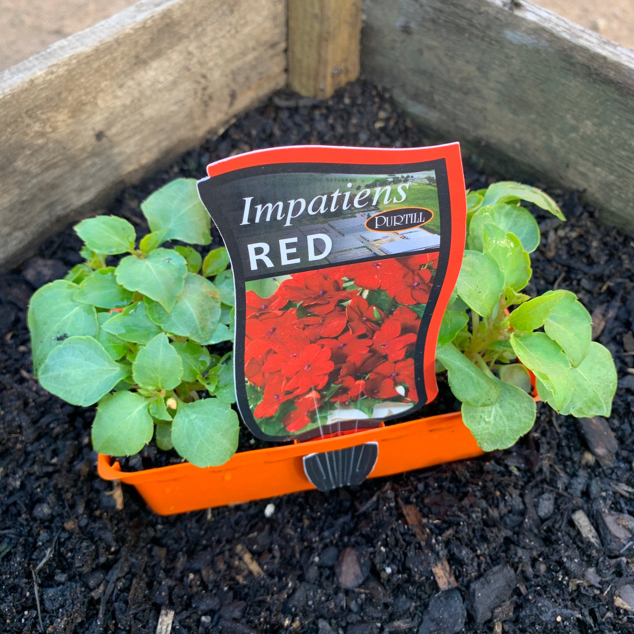 Impatiens 'Red' – Northcote Nursery