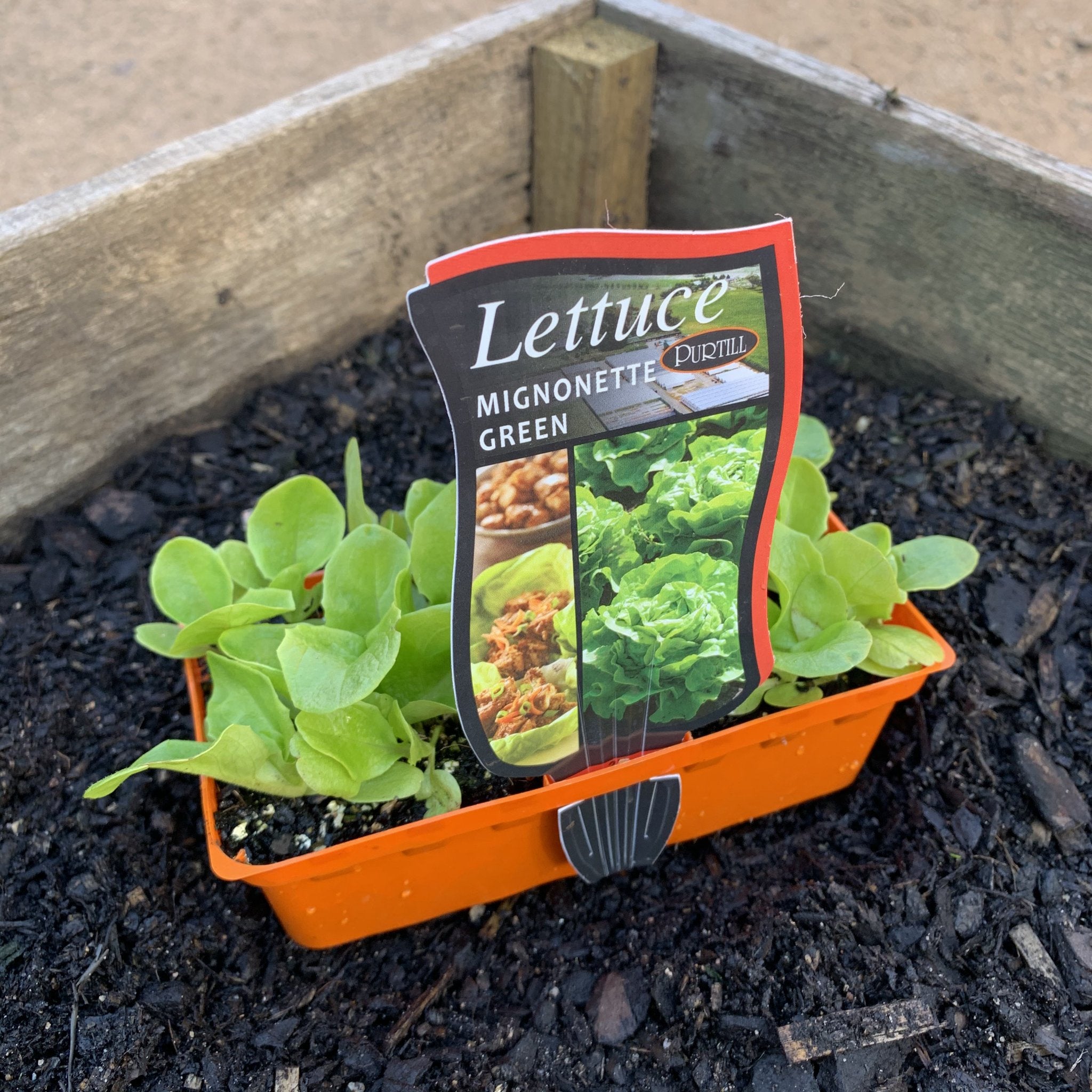 Lettuce 'Mignonette Green' – Northcote Nursery