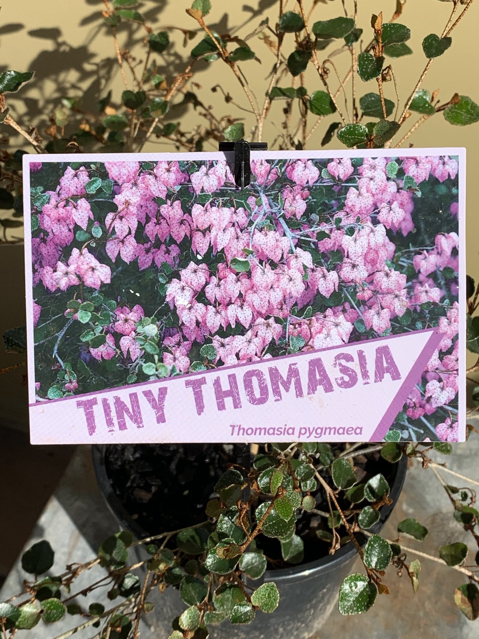 Thomasia pygmaea 'Tiny Thomasia' – Northcote Nursery