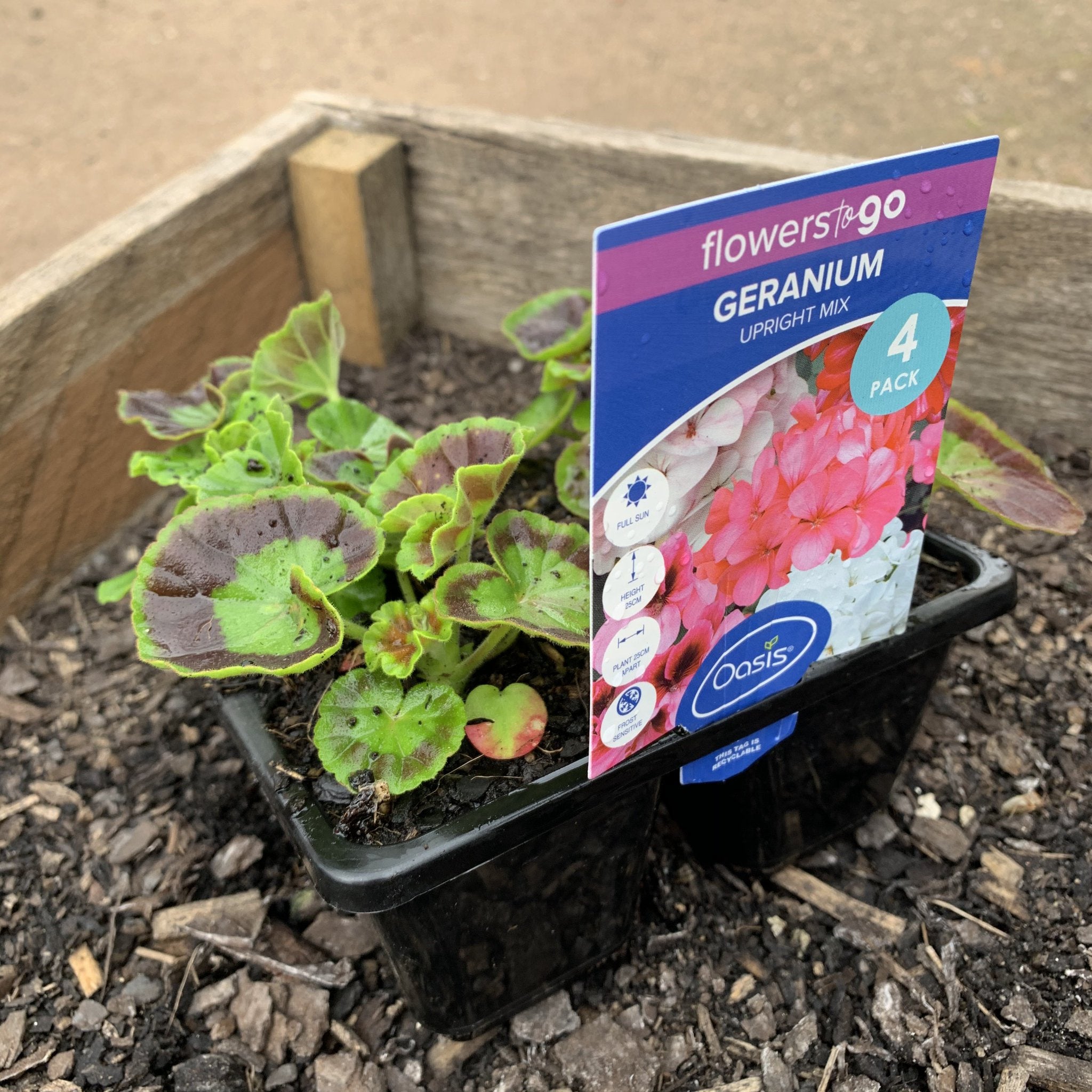 Geranium 'Upright Mix' – Northcote Nursery