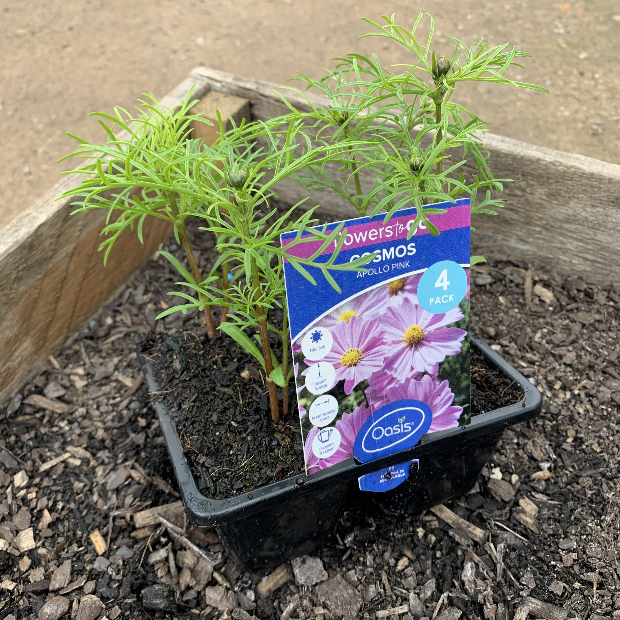 Cosmos 'Apollo Pink' – Northcote Nursery