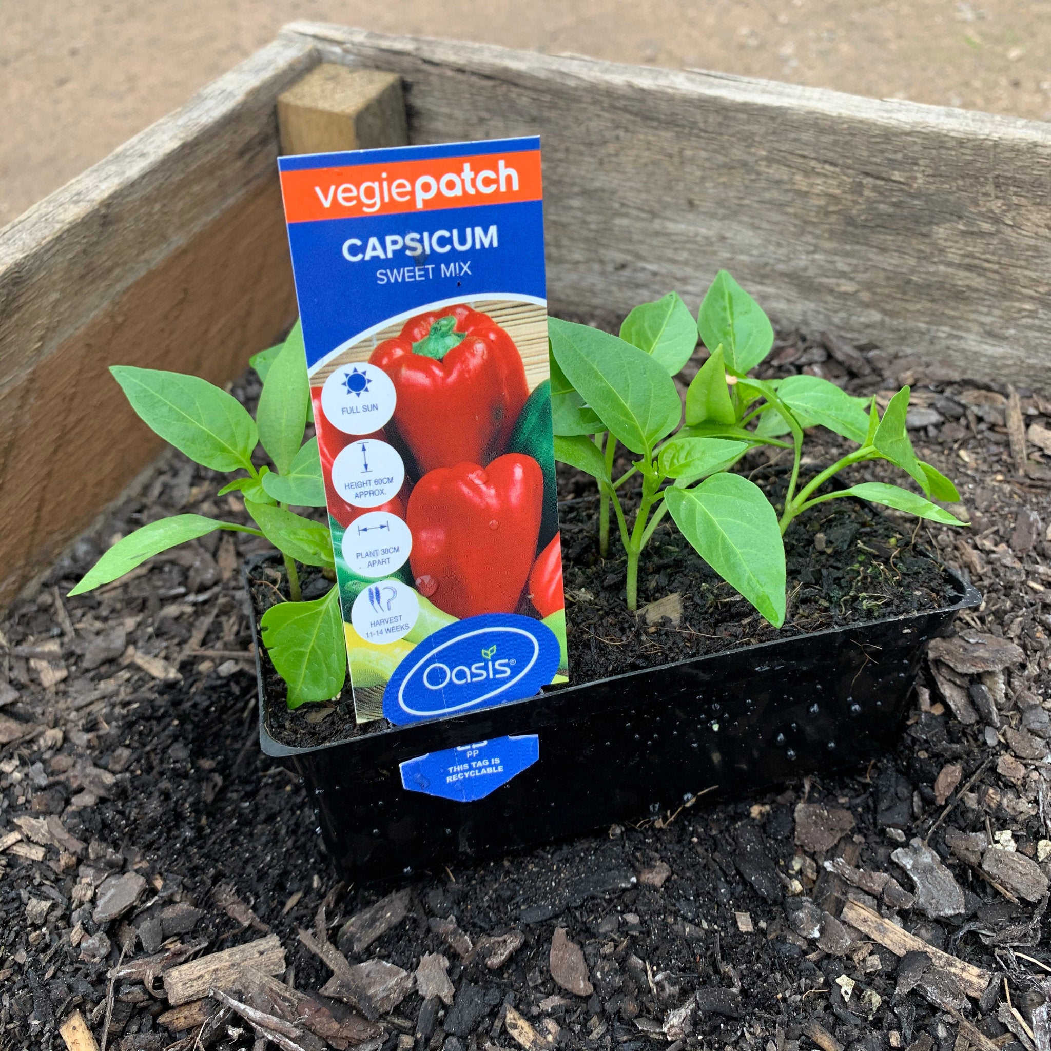 Capsicum 'Sweet Mix' – Northcote Nursery