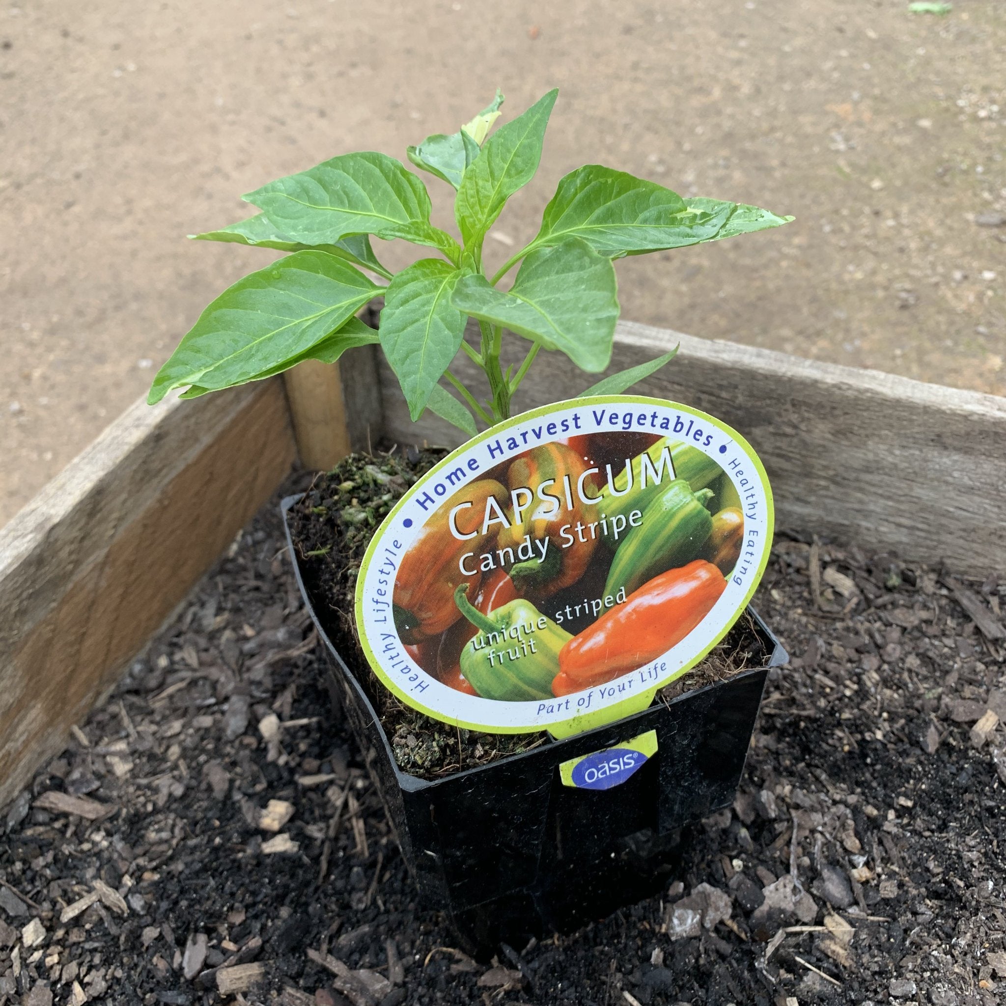 Capsicum 'Candy Stripe' – Northcote Nursery