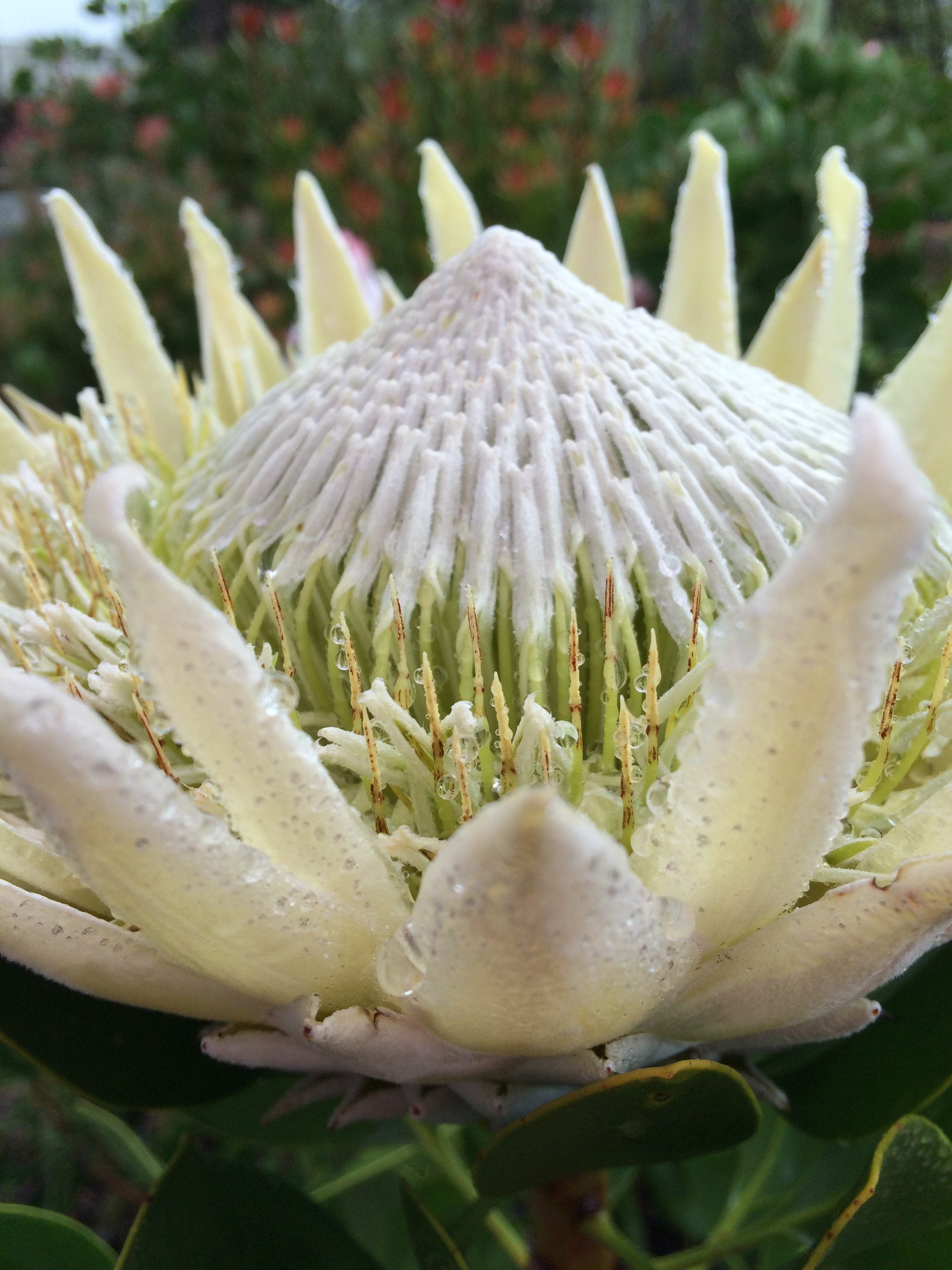 Protea 'King White' – Northcote Nursery