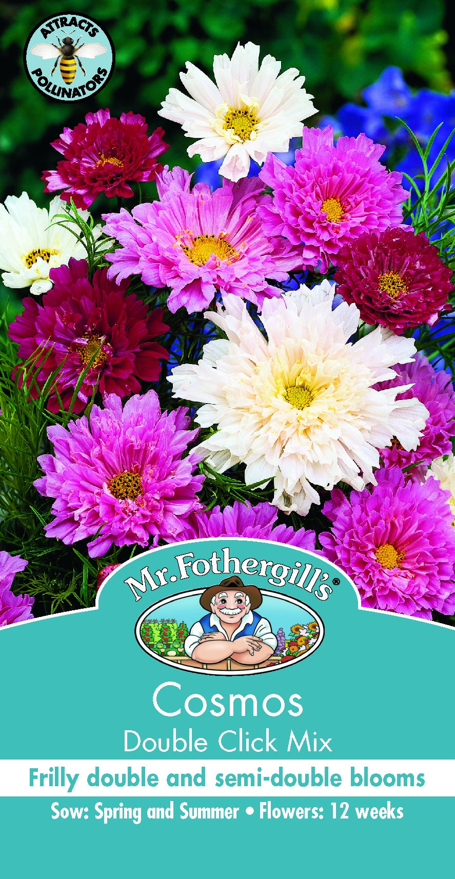 Cosmos 'Double Click Mix' Seeds – Northcote Nursery