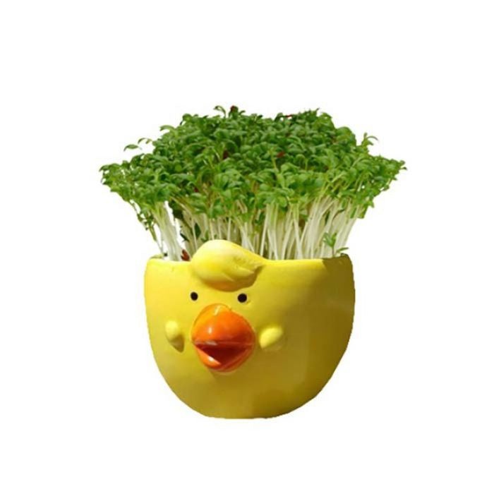 Chick Cress Pot – Northcote Nursery