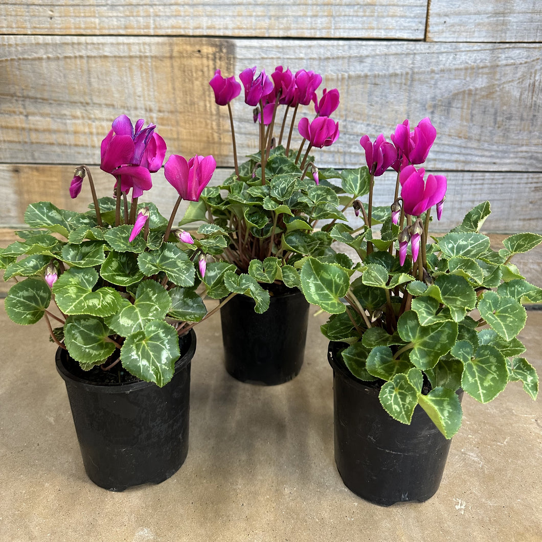 Cyclamen persicum Minature Pink – Northcote Nursery