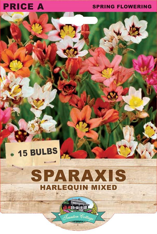 Sparaxis 'Harlequin Mixed' – Northcote Nursery