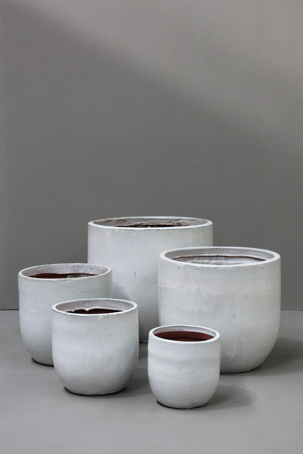 Cambridge - White – Northcote Nursery