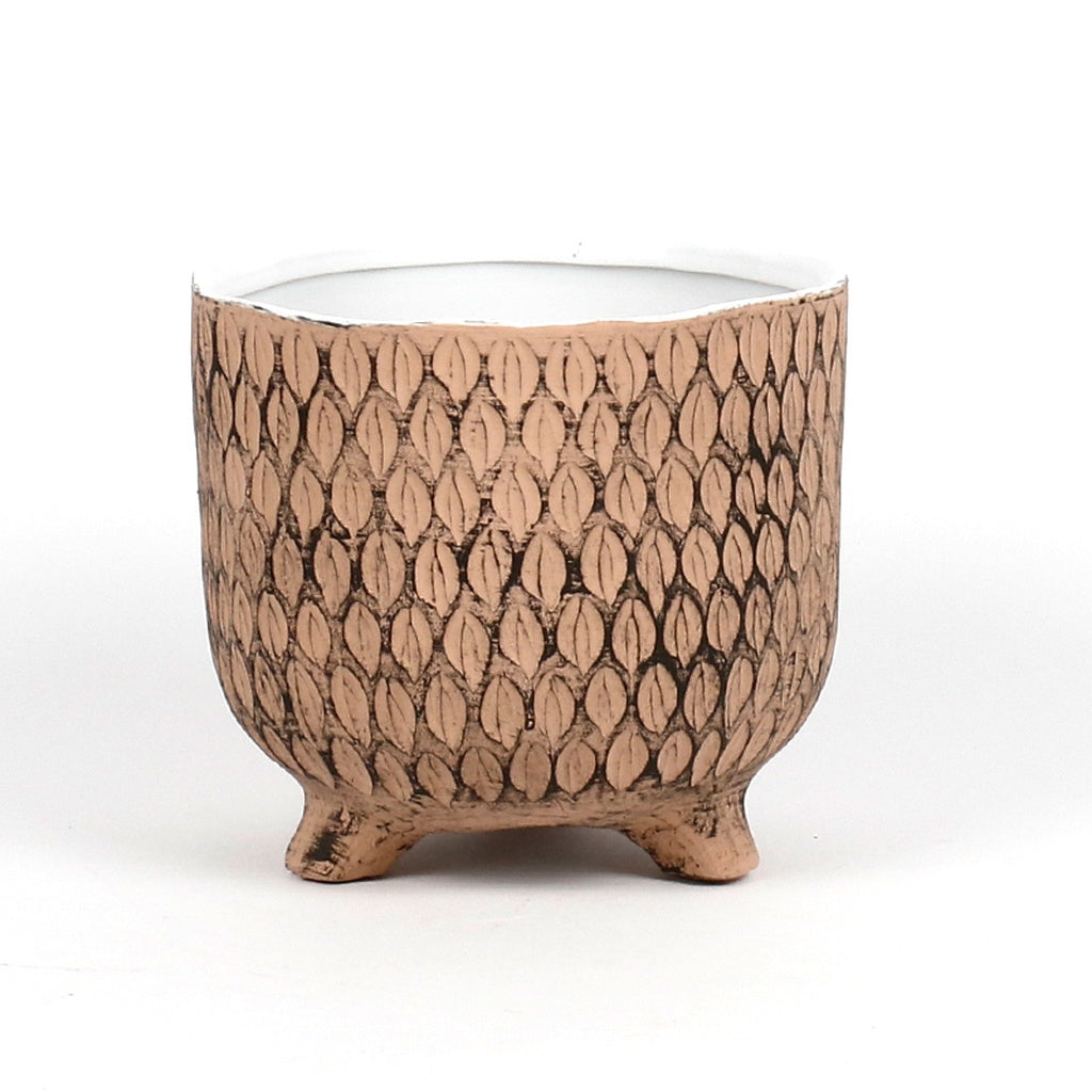 Scaled Pot Rust – Northcote Nursery