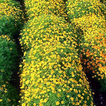 Marigold 'Lemon Gem' seeds – Northcote Nursery