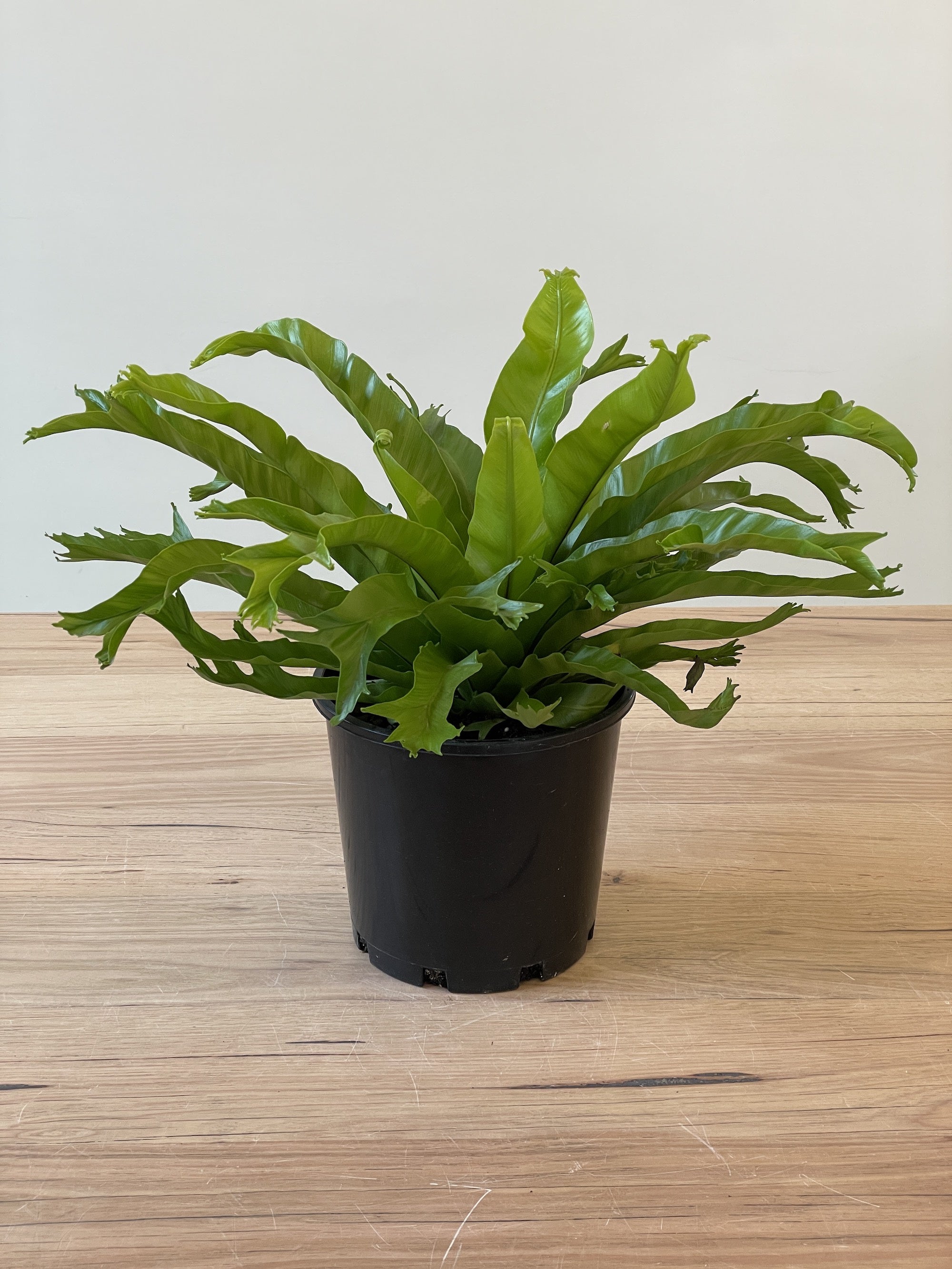 Asplenium antiquum 'Crissie Birds Nest Fern' – Northcote Nursery