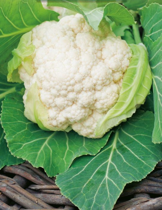Cauliflower 'Mini White F1' Seeds – Northcote Nursery