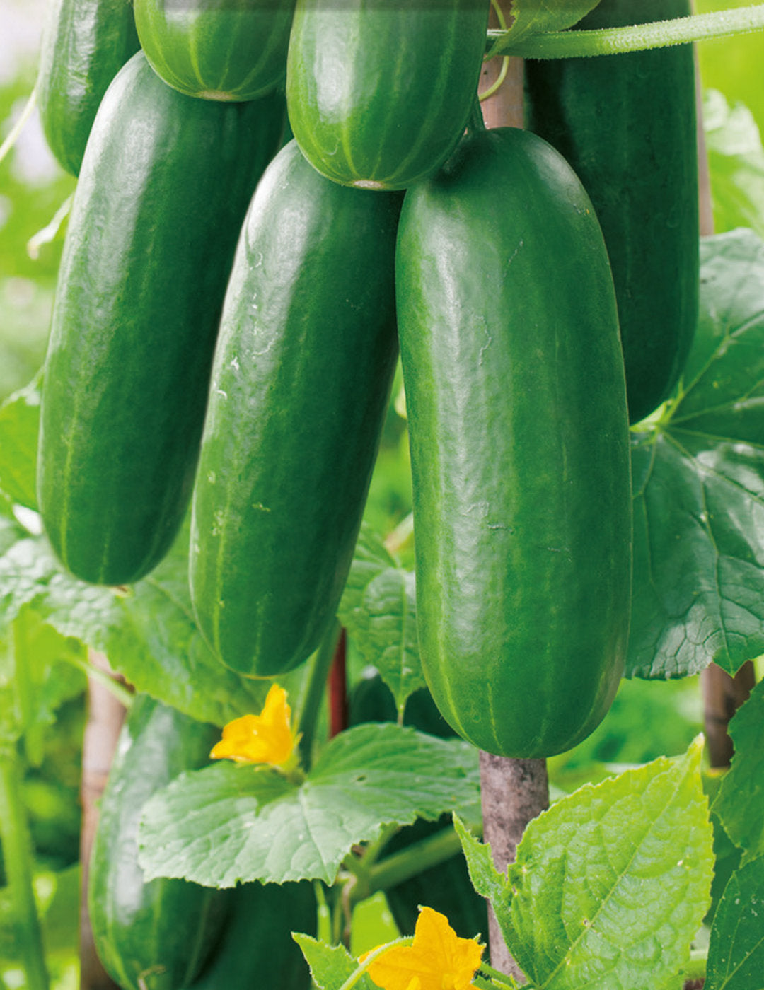 Cucumber 'Patio Snacker' seeds – Northcote Nursery
