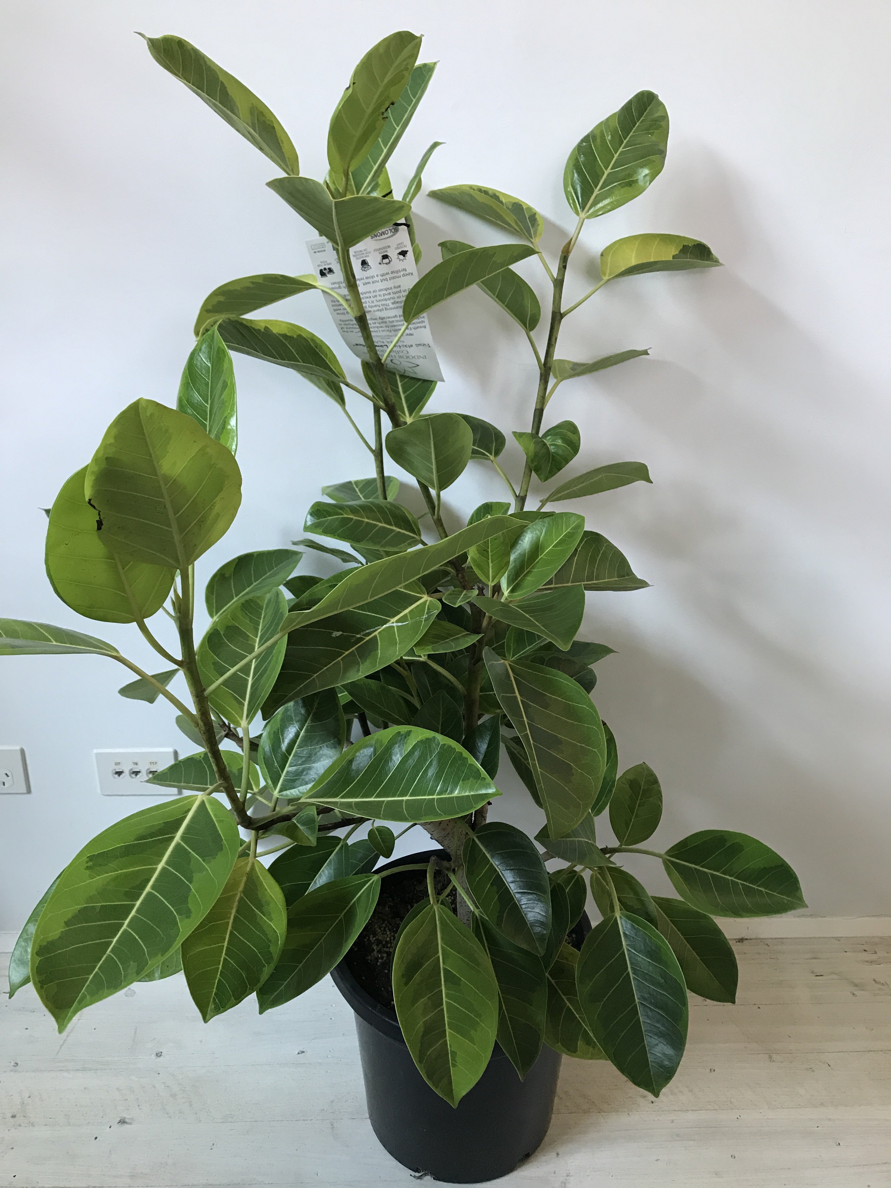 Ficus elastica 'Lime Splice' – Northcote Nursery