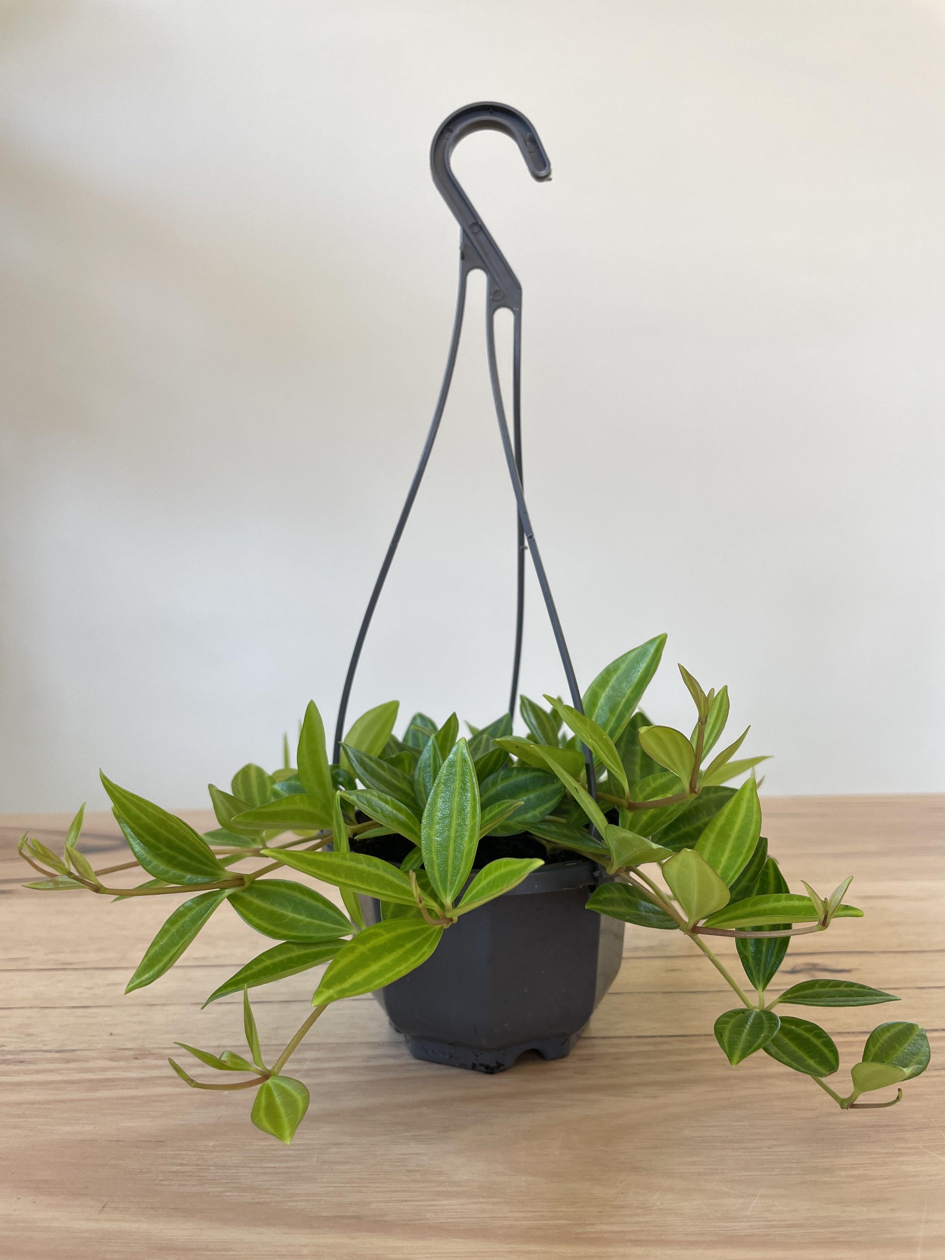 Peperomia angulata 'Rocca Verde' – Northcote Nursery