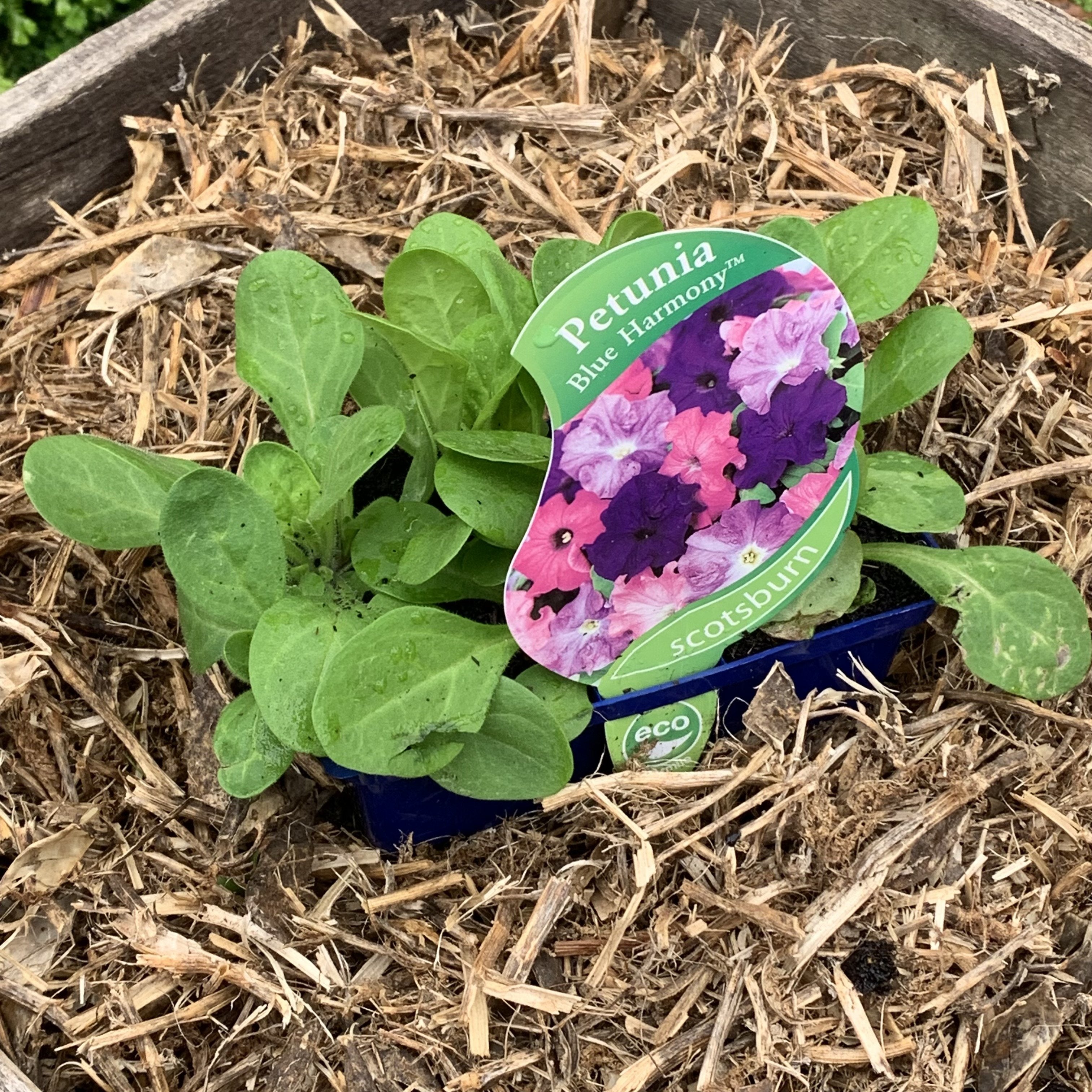Petunia ‘Blue Harmony’ – Northcote Nursery