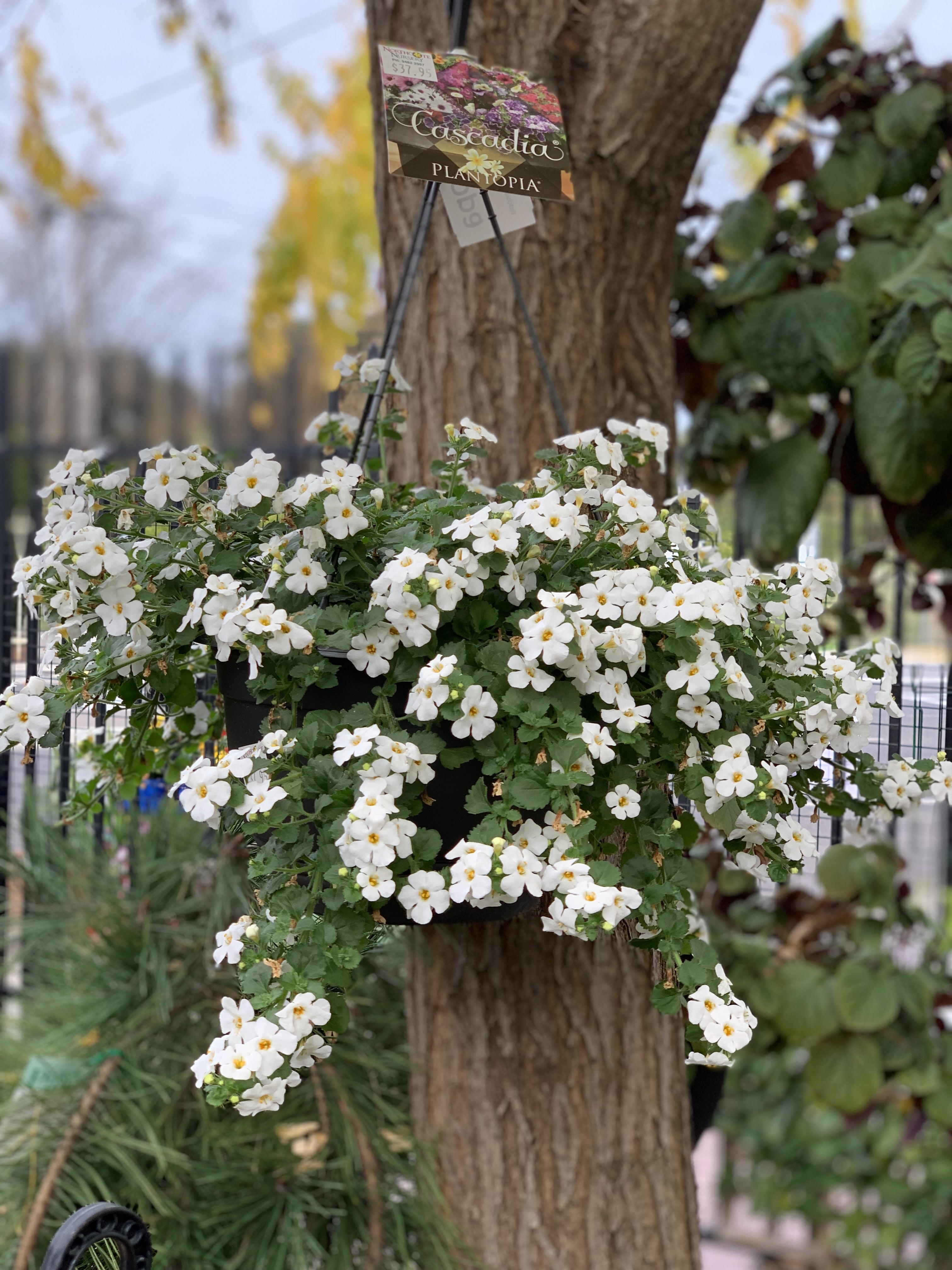 Bacopa cordata 'white' - hanging basket – Northcote Nursery